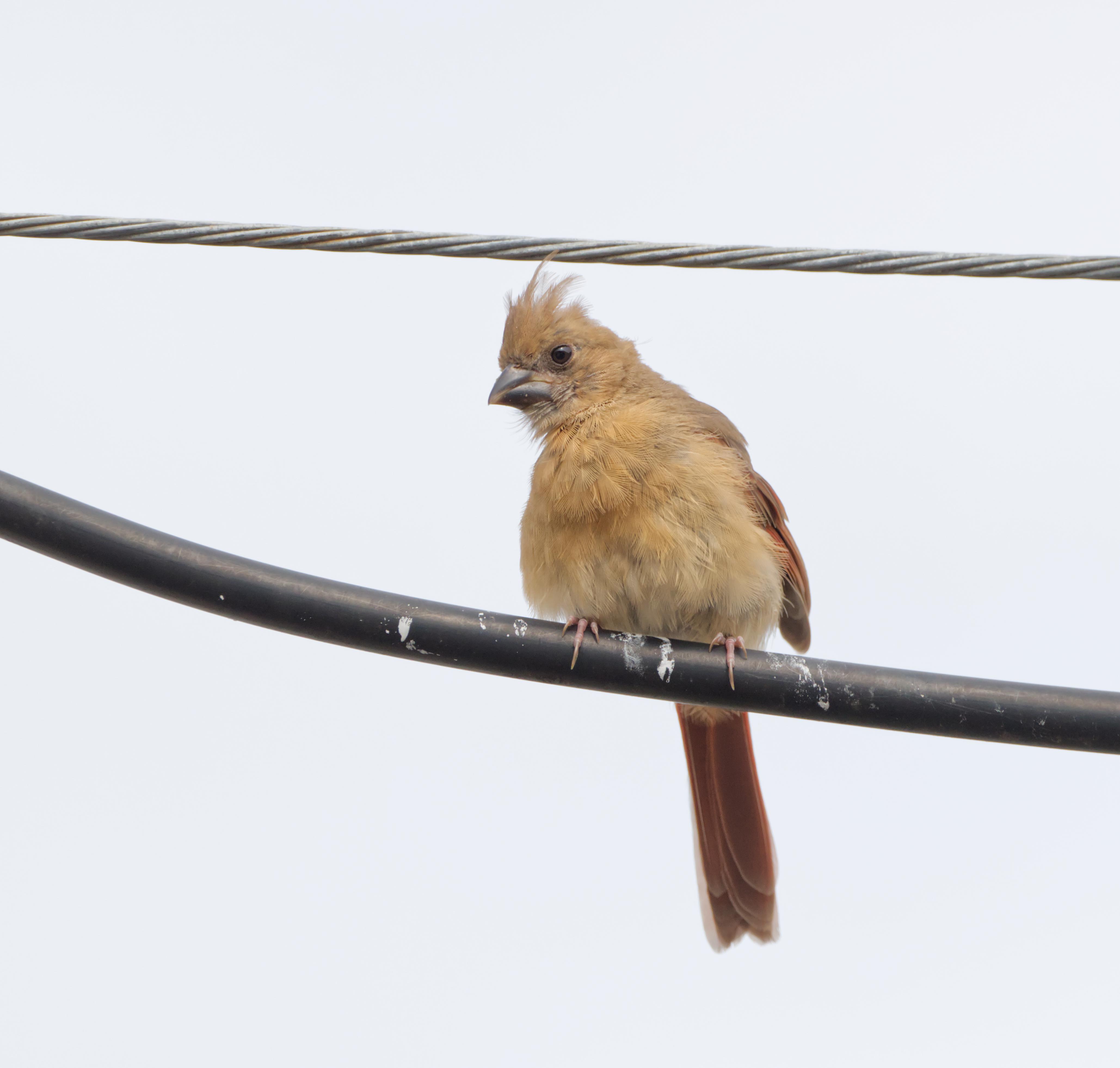All the visitors to my bird feeder this week in Northeast Pennsylvania | Scrolller