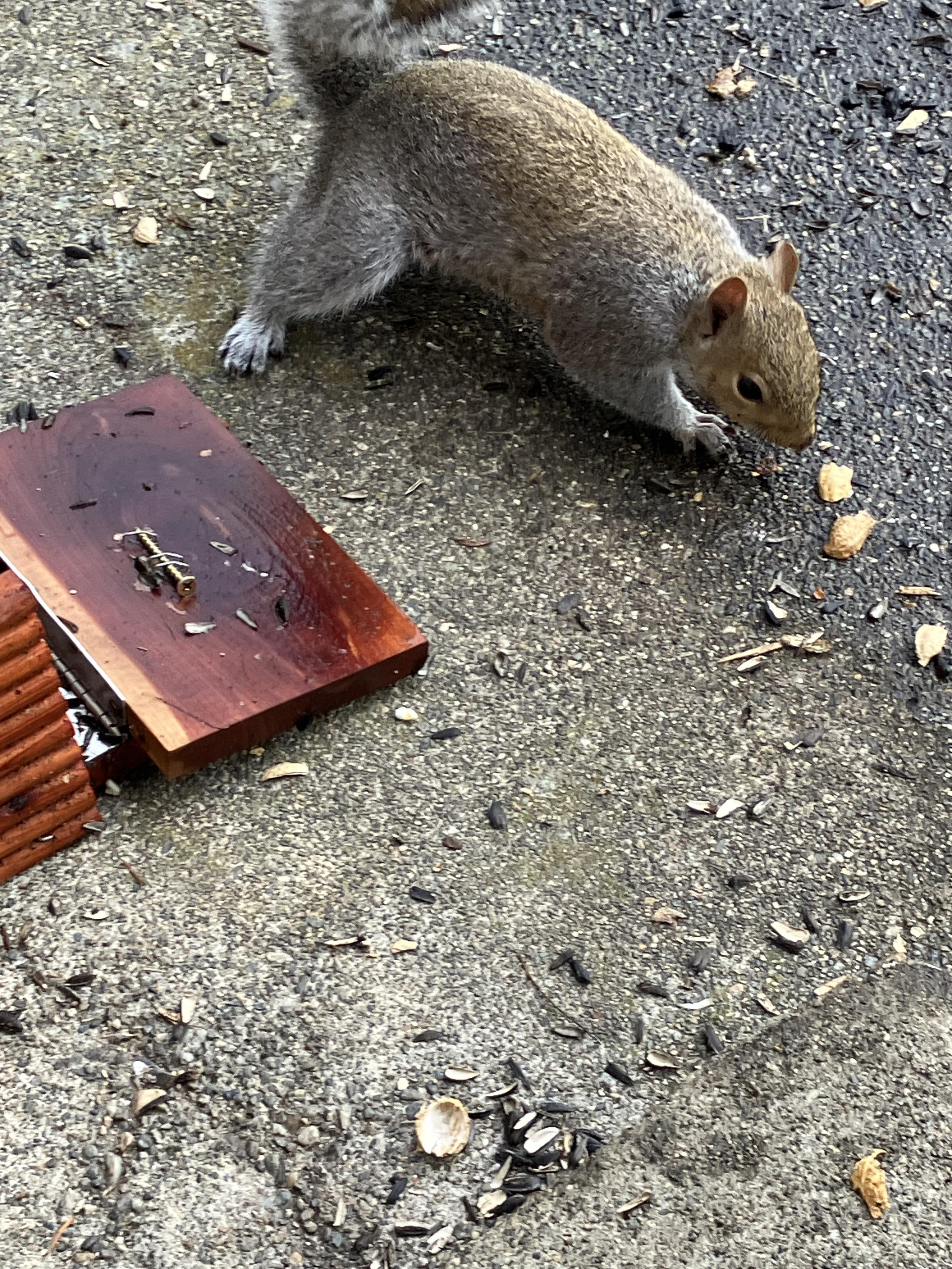 Incoming | Scrolller