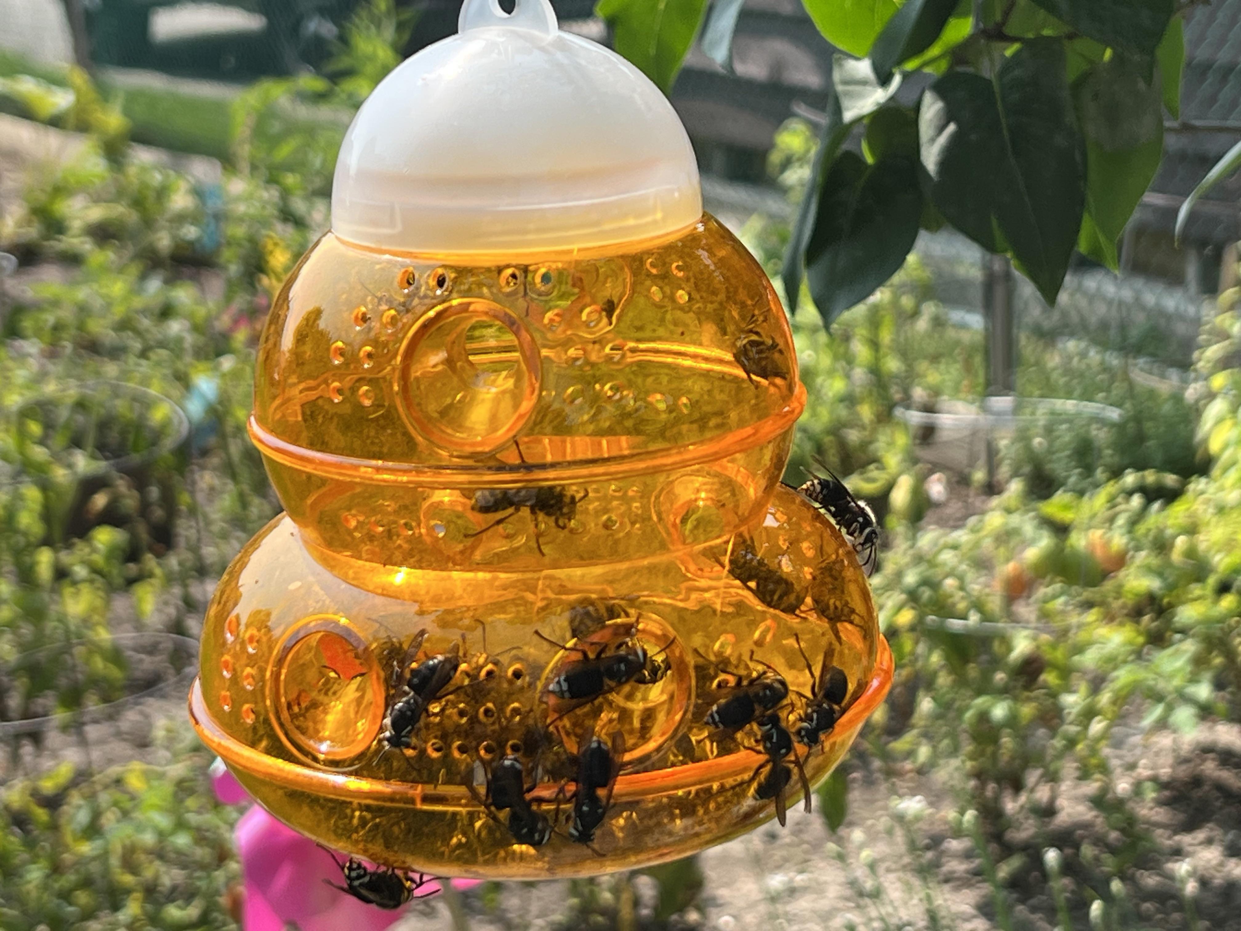 What’s the name of this wasp or hornet? | Scrolller