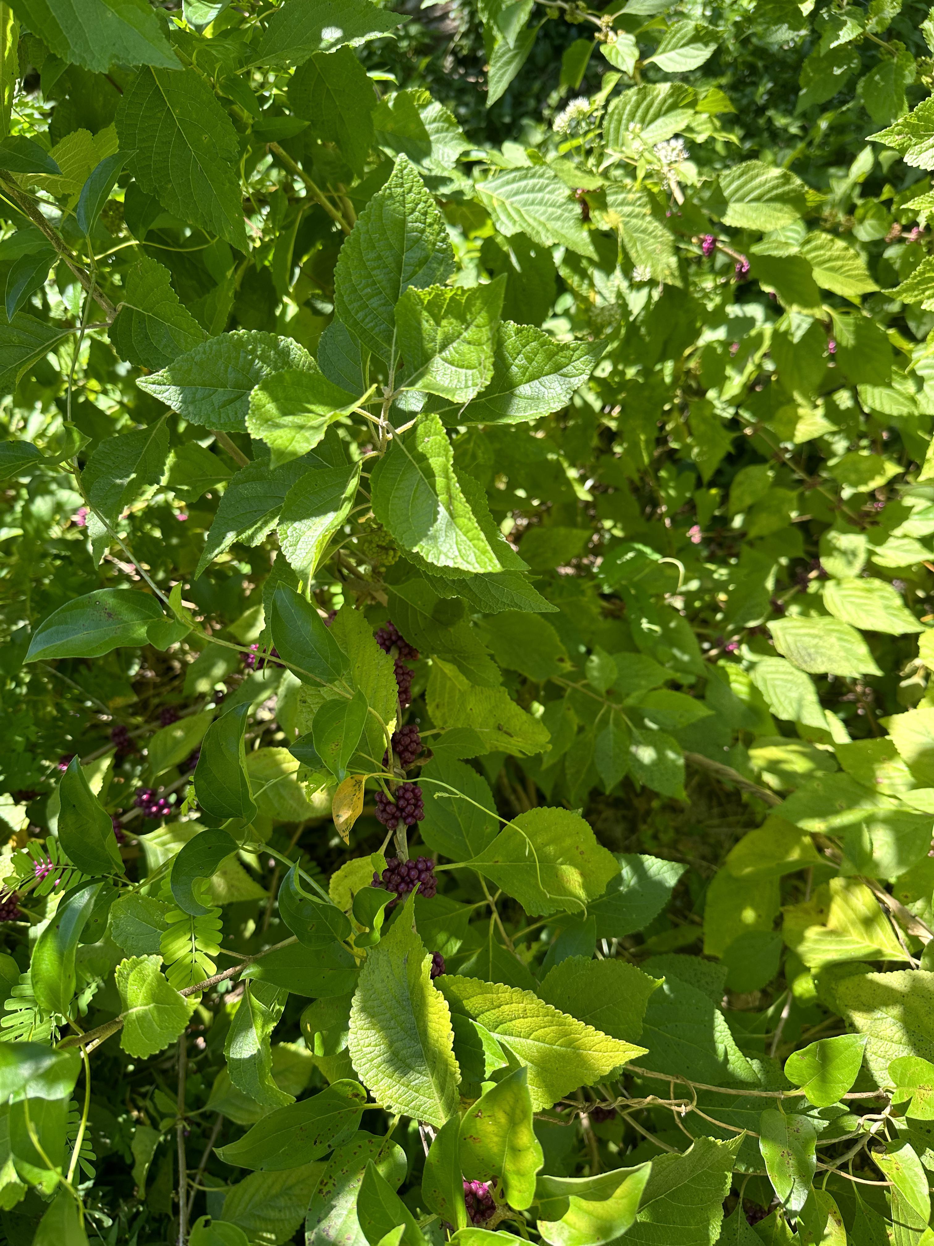 Help identifying a random invader. | Scrolller