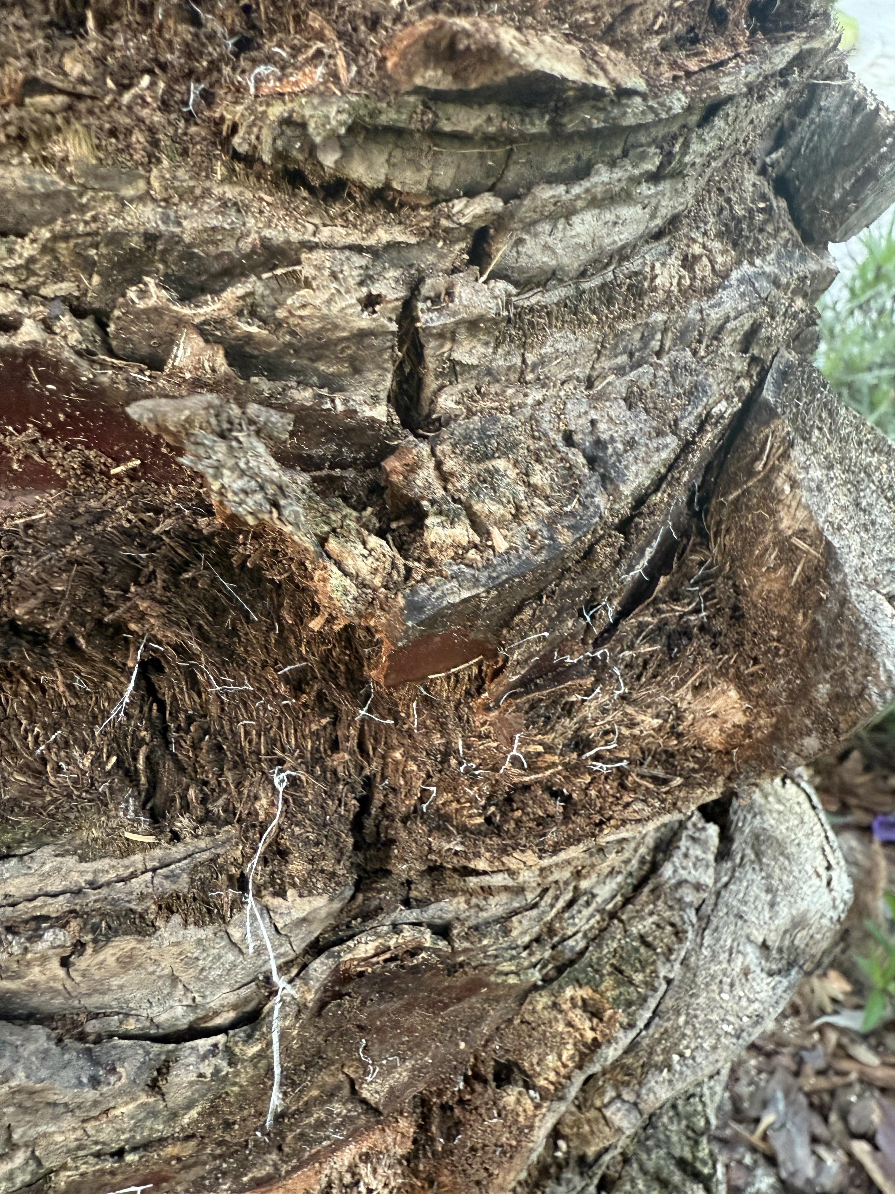 Palm tree trunk issue | Scrolller