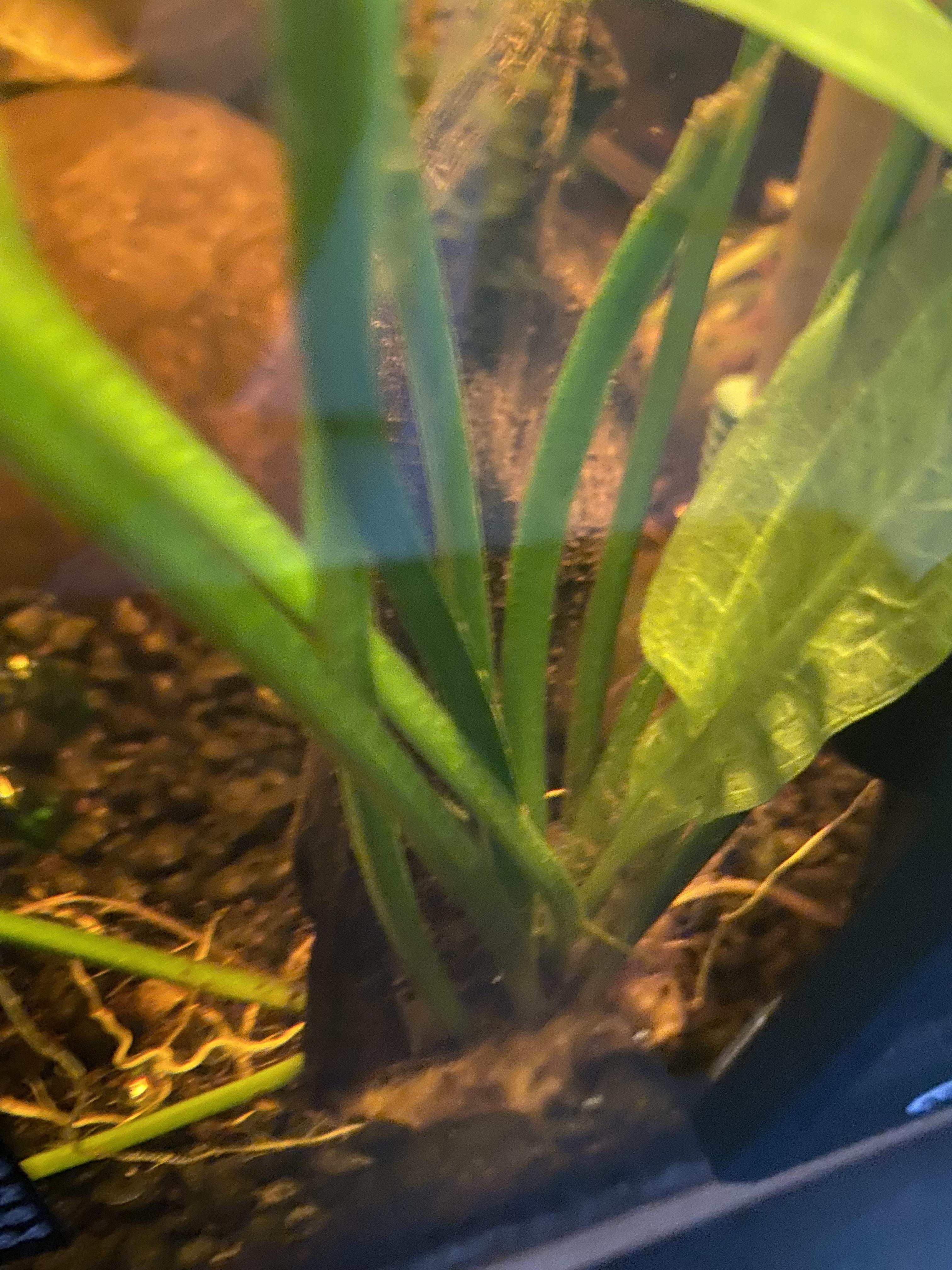 How can I save my sword? | Scrolller