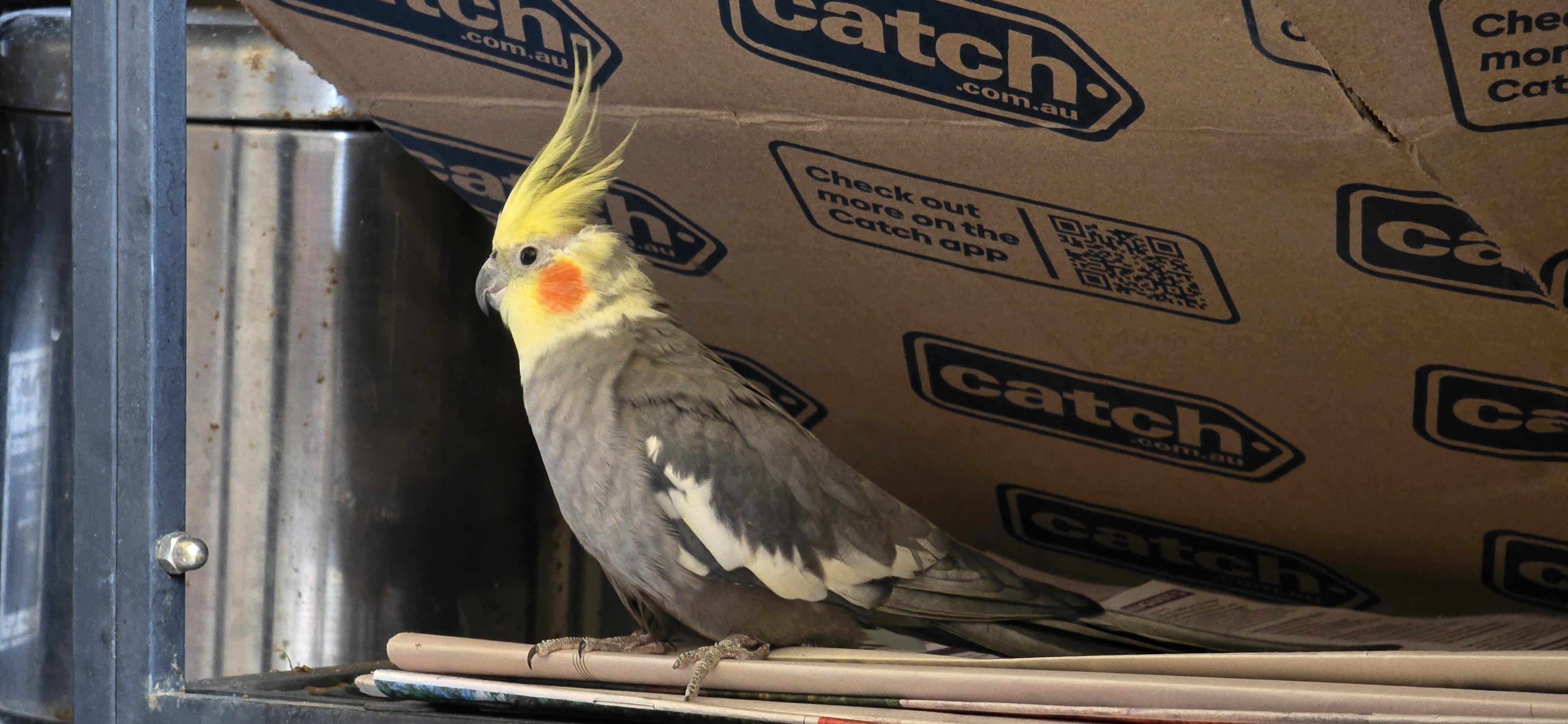 Taming Aviary Birds | Scrolller