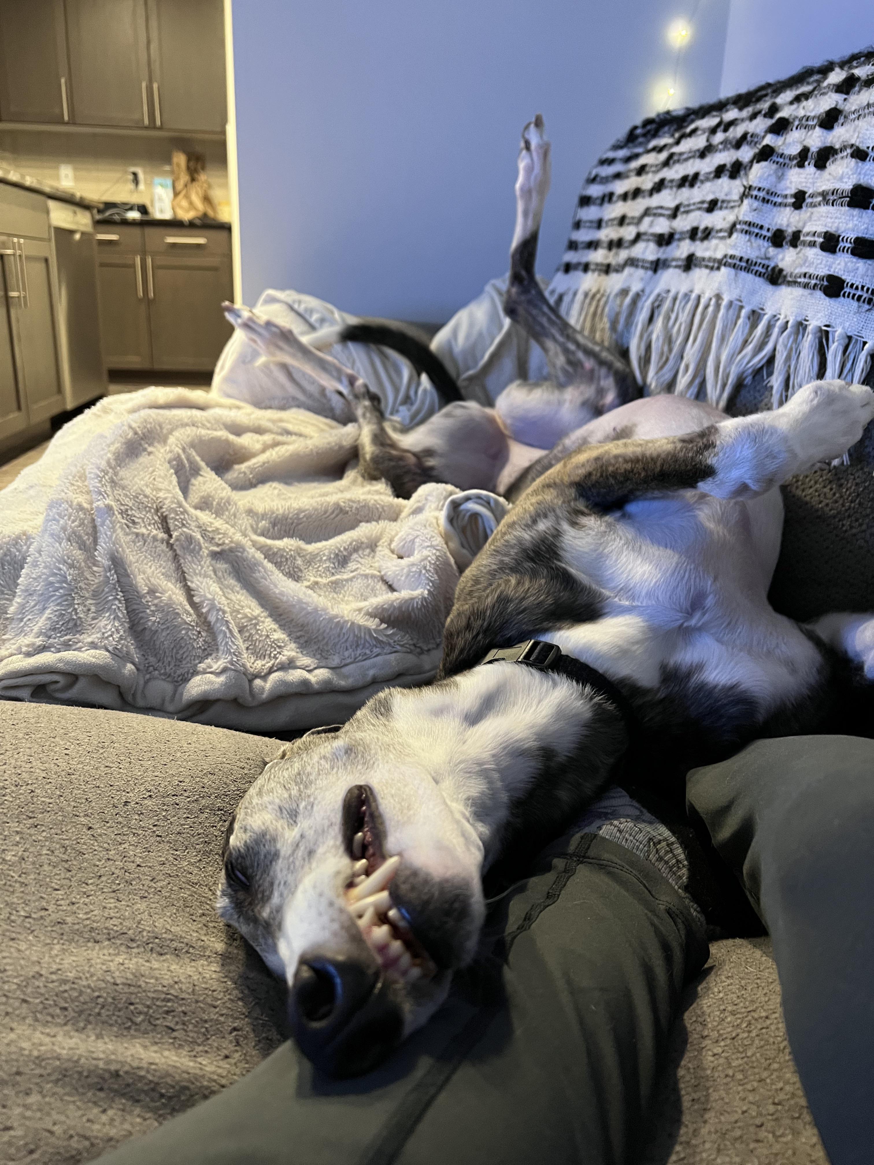 Sofi the disaster | Scrolller