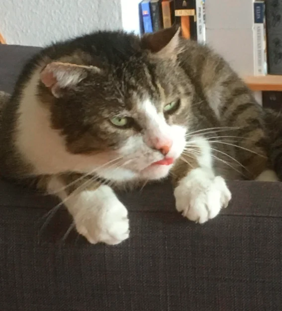 Elegance in Motion: The Mid-Vomit Blep | Scrolller