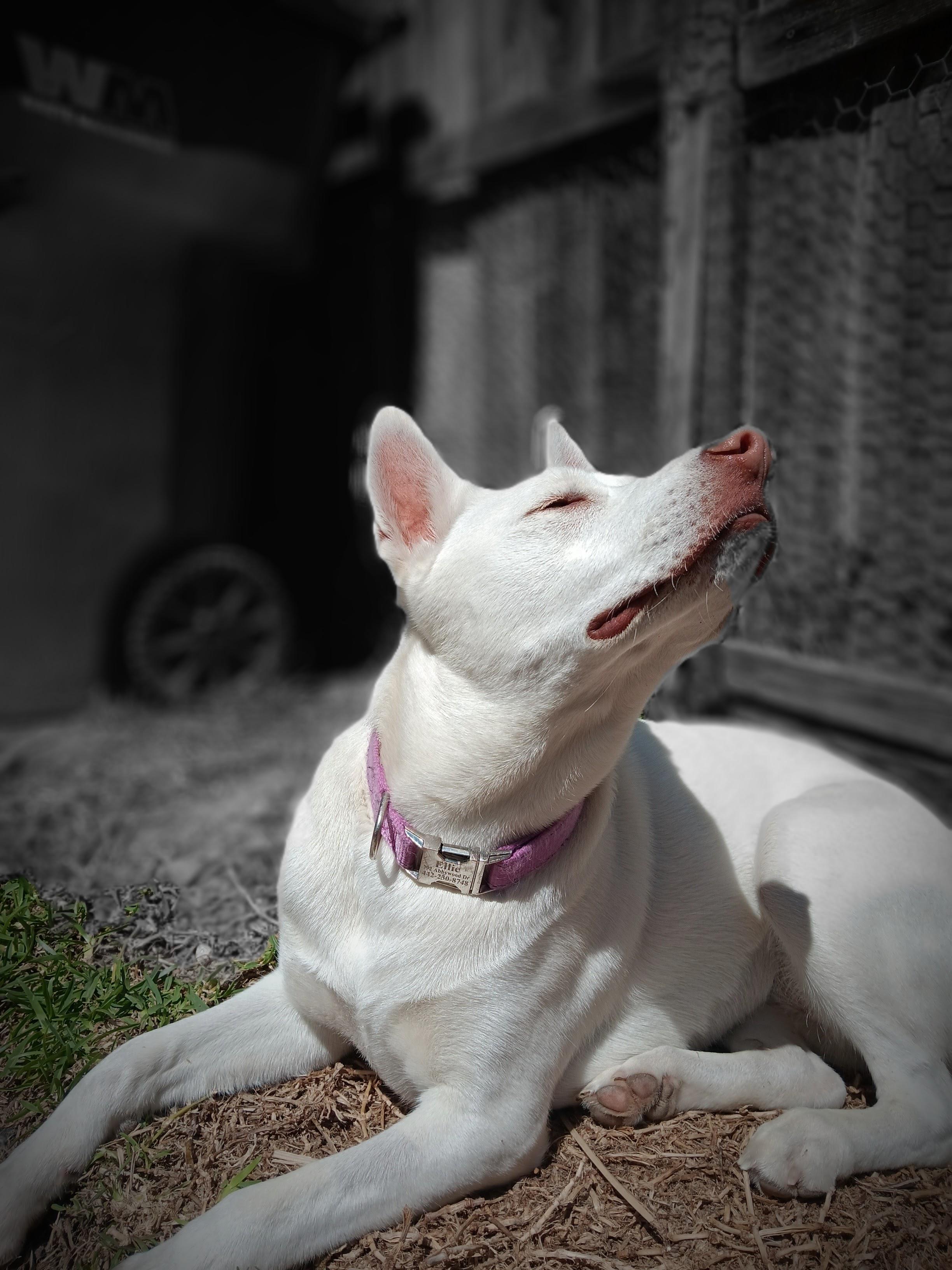Ellie Is A Proud Girl Scrolller