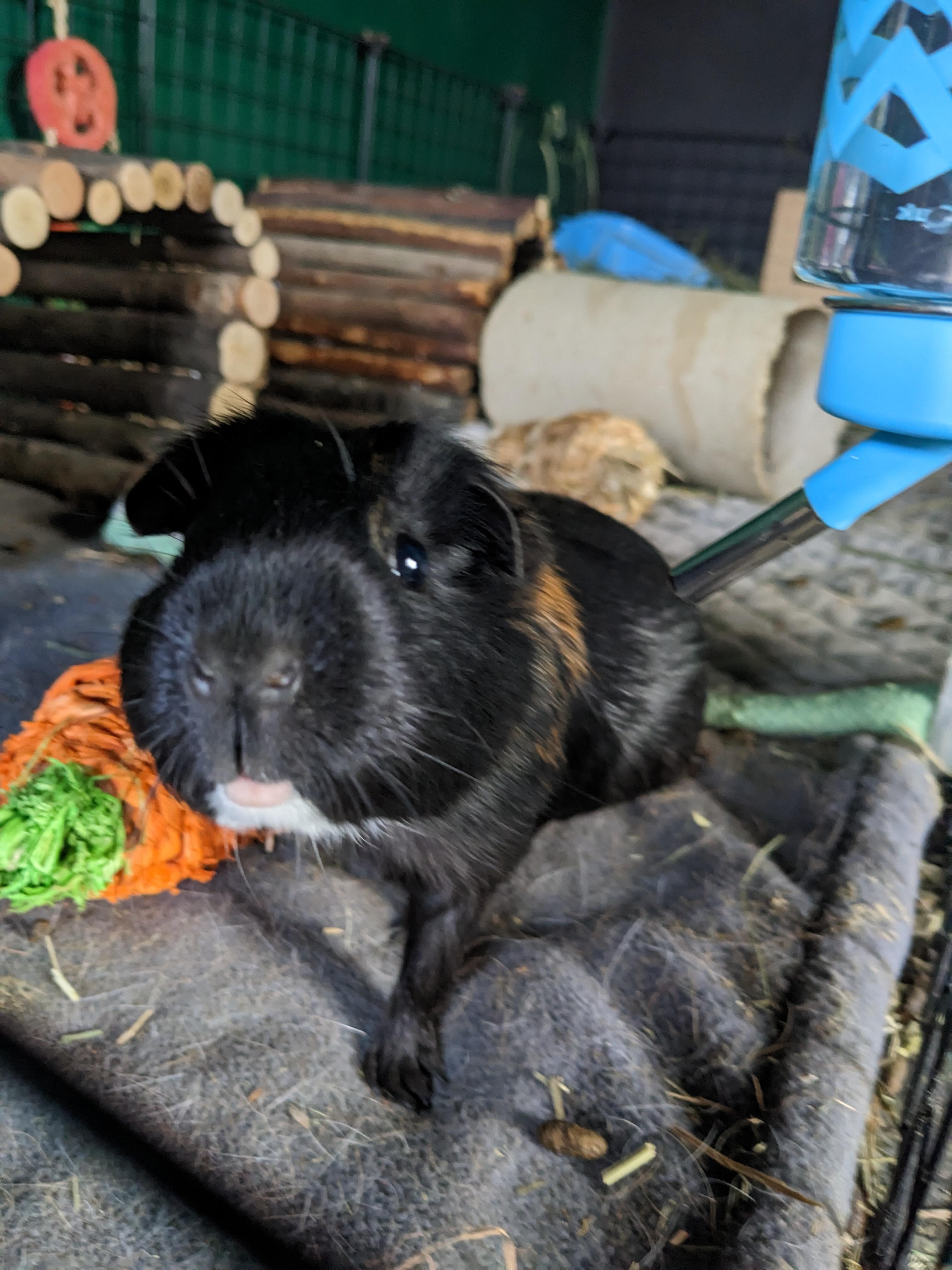 Bella appreciation post | Scrolller