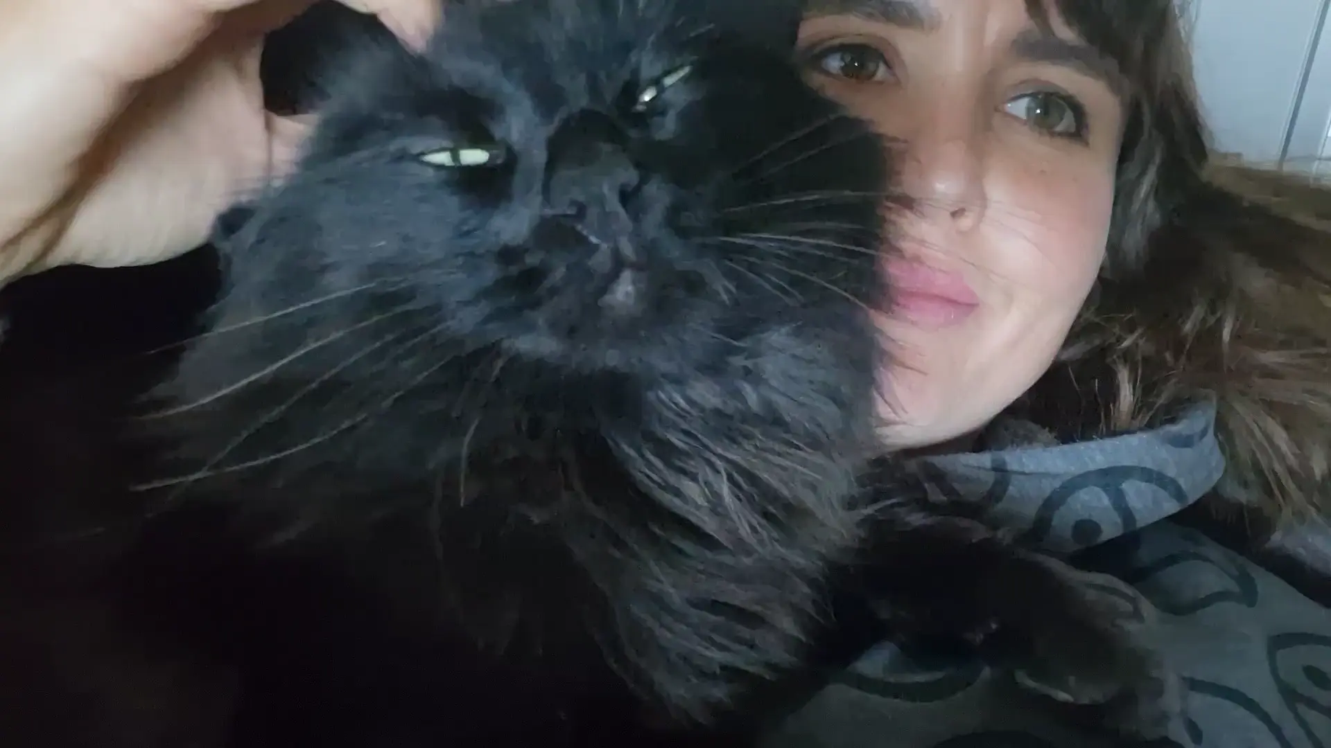 Emotional support weighted cat | Scrolller