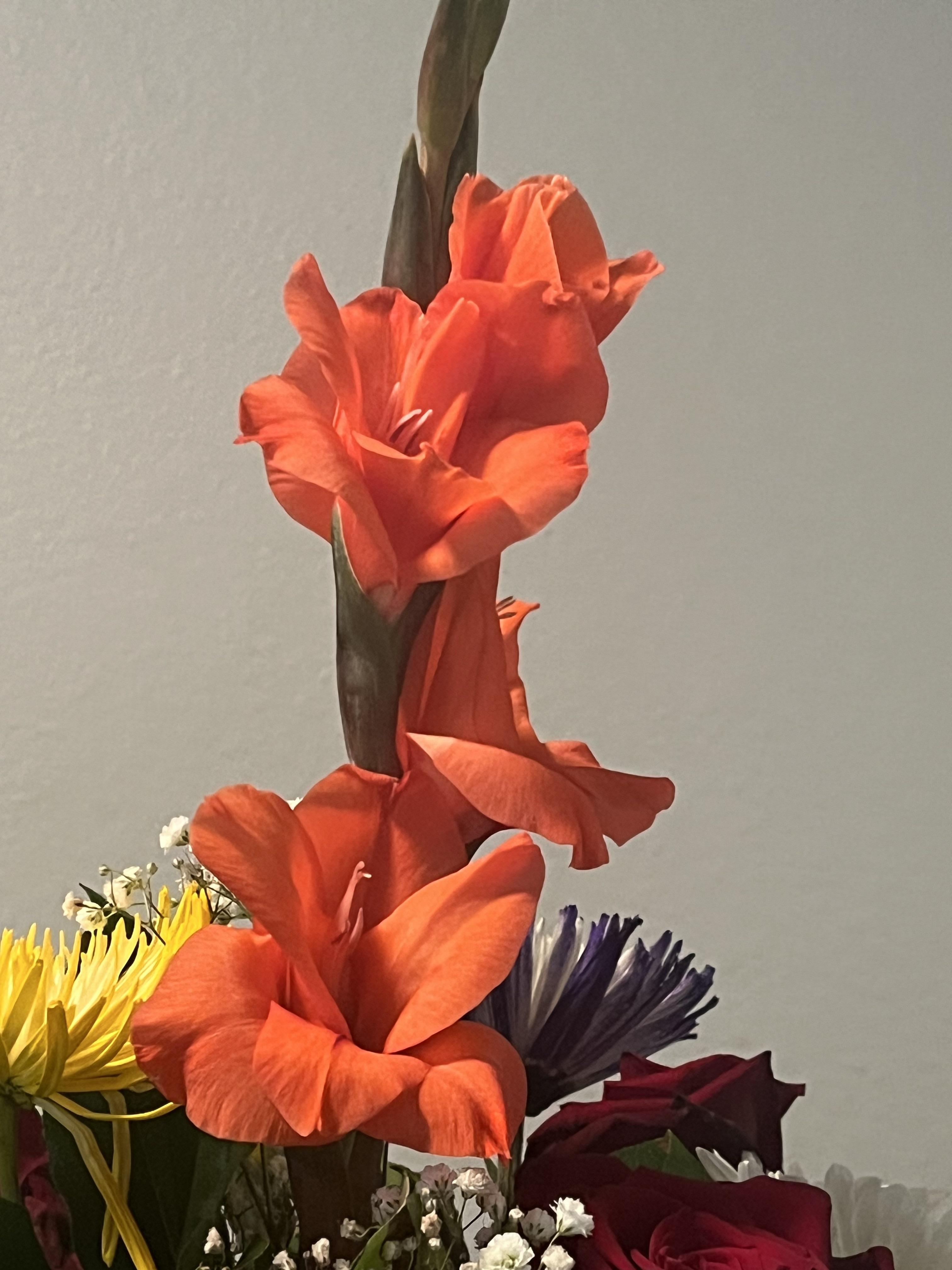 Flower Identification Help Please | Scrolller