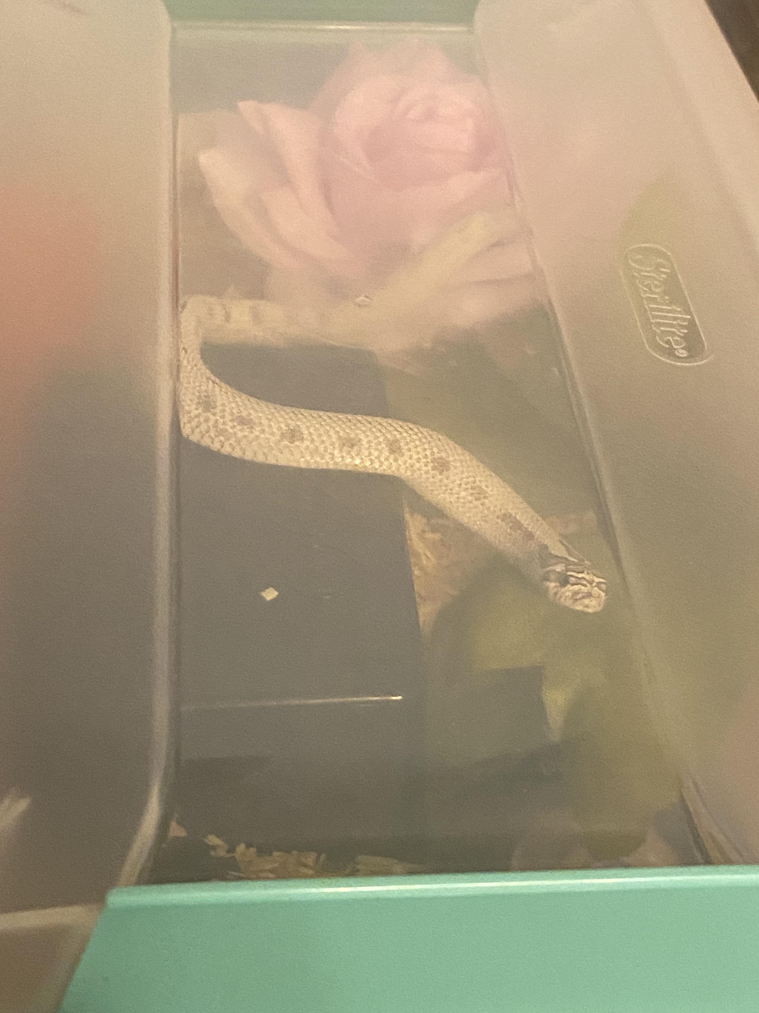 Enclosure Question | Scrolller