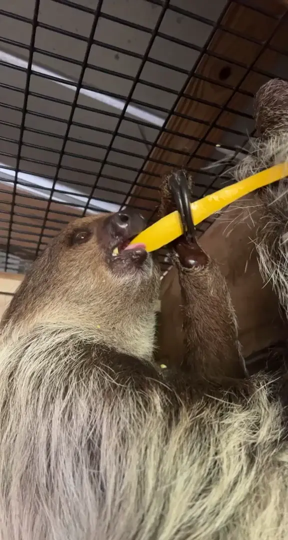 Enjoy : sloth eating fruit | Scrolller