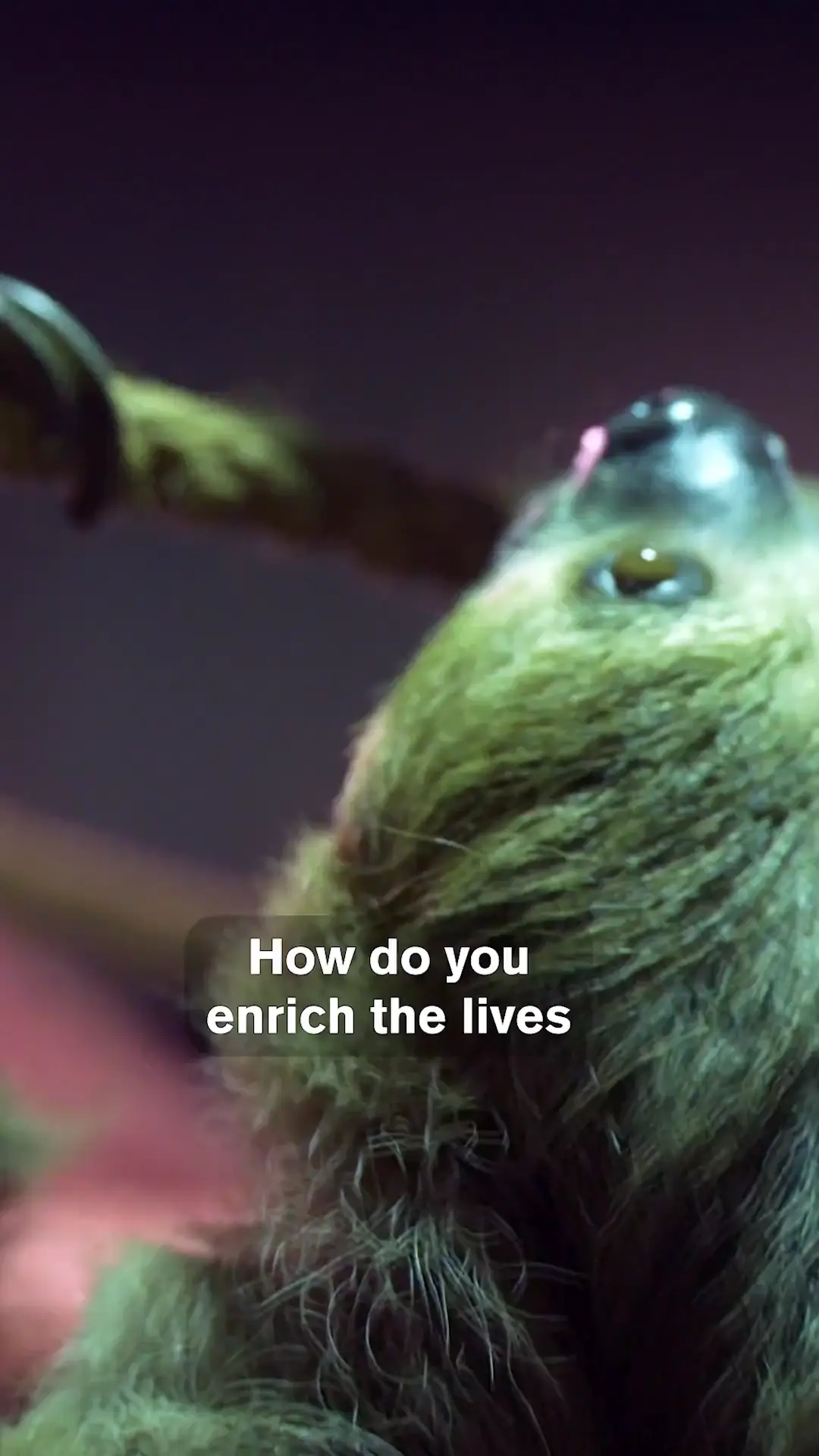 Enriching a Sloth’s Life: Target Training, Toys, and Scent Fun | Scrolller