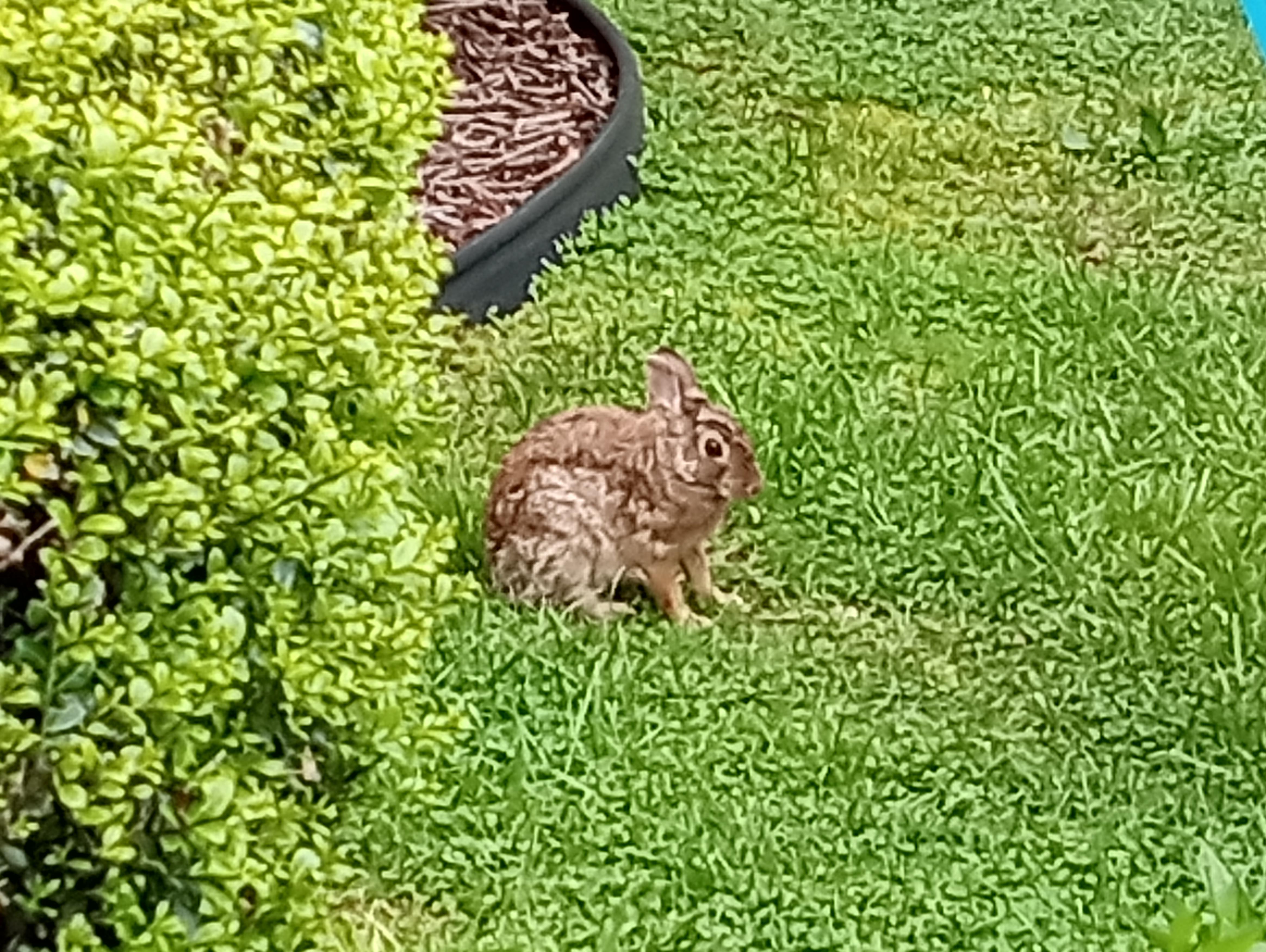 Bunny in my front yard today | Scrolller