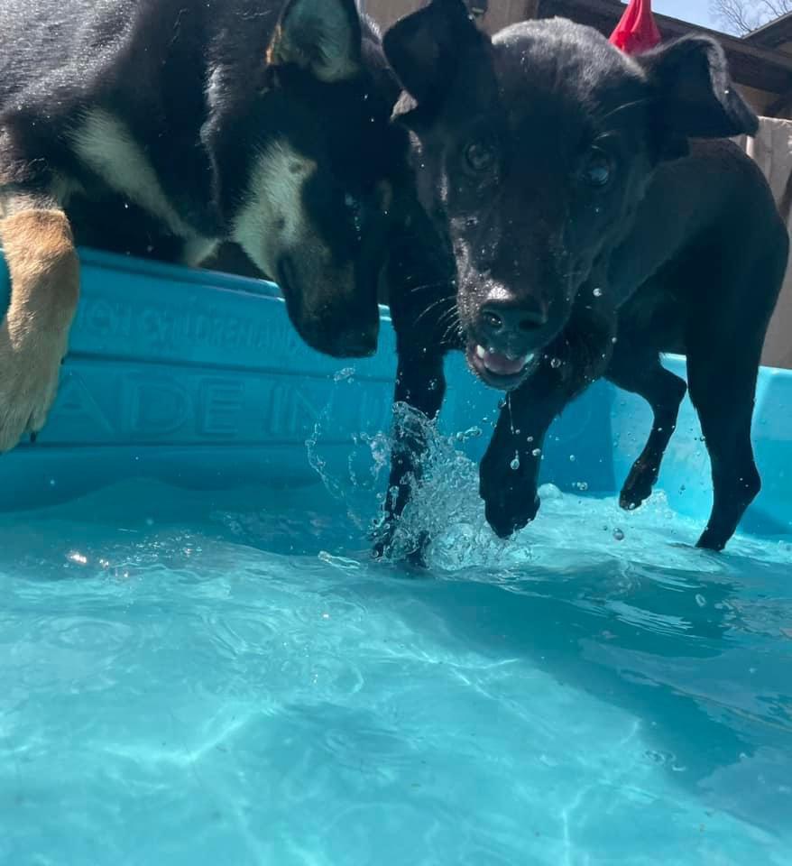 Water Pup | Scrolller