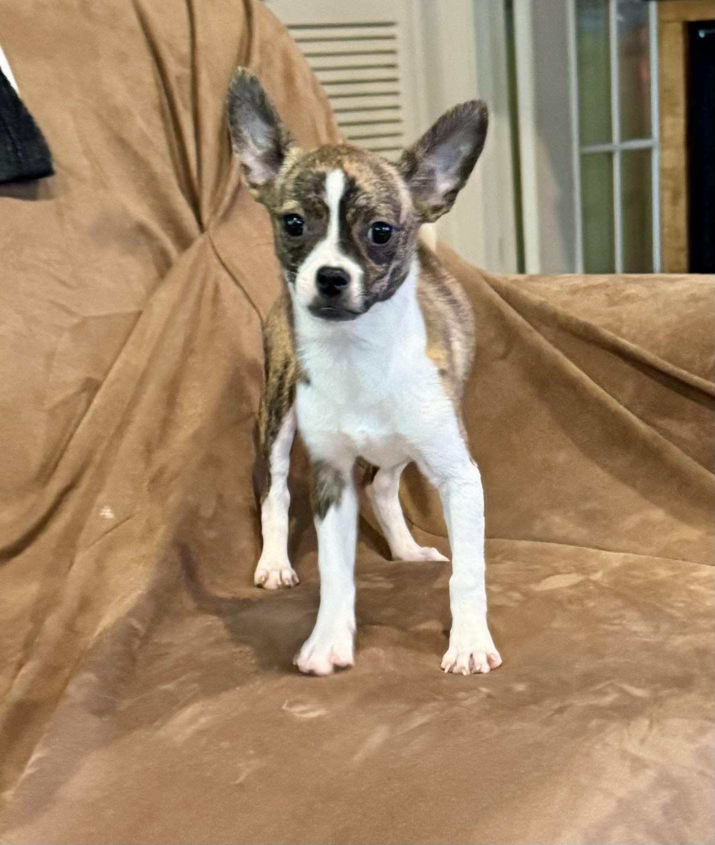 Introducing Roxy!!! | Scrolller