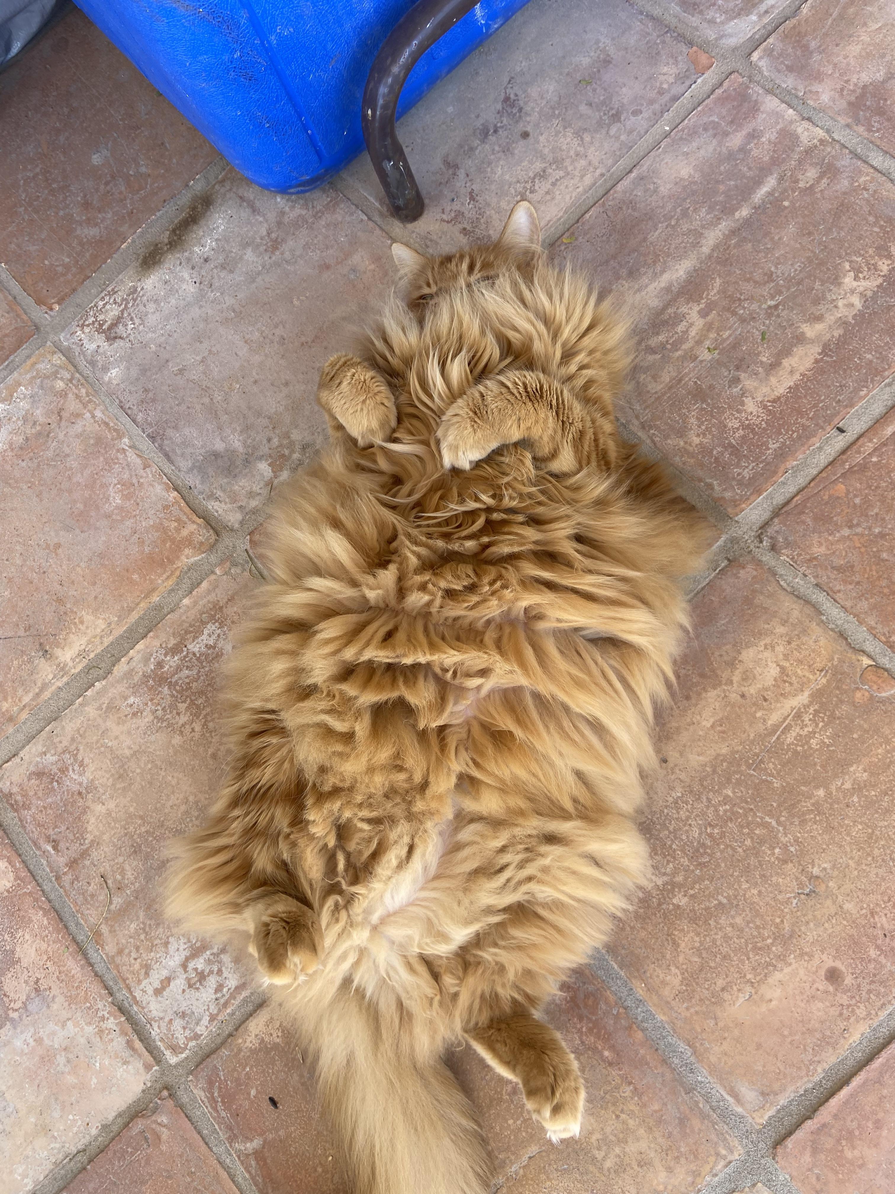 Leo loves belly pets | Scrolller