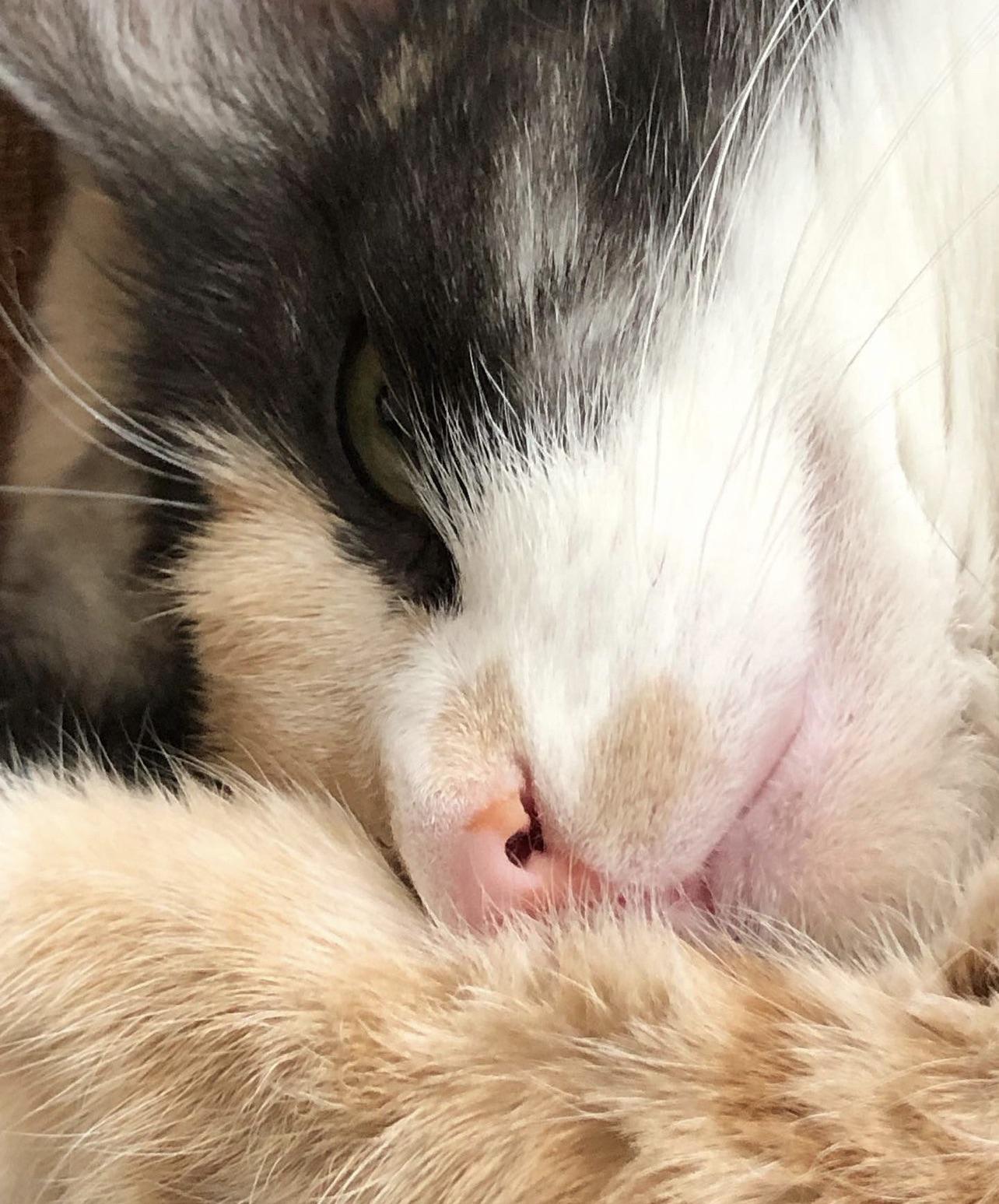 Sleepy nose | Scrolller