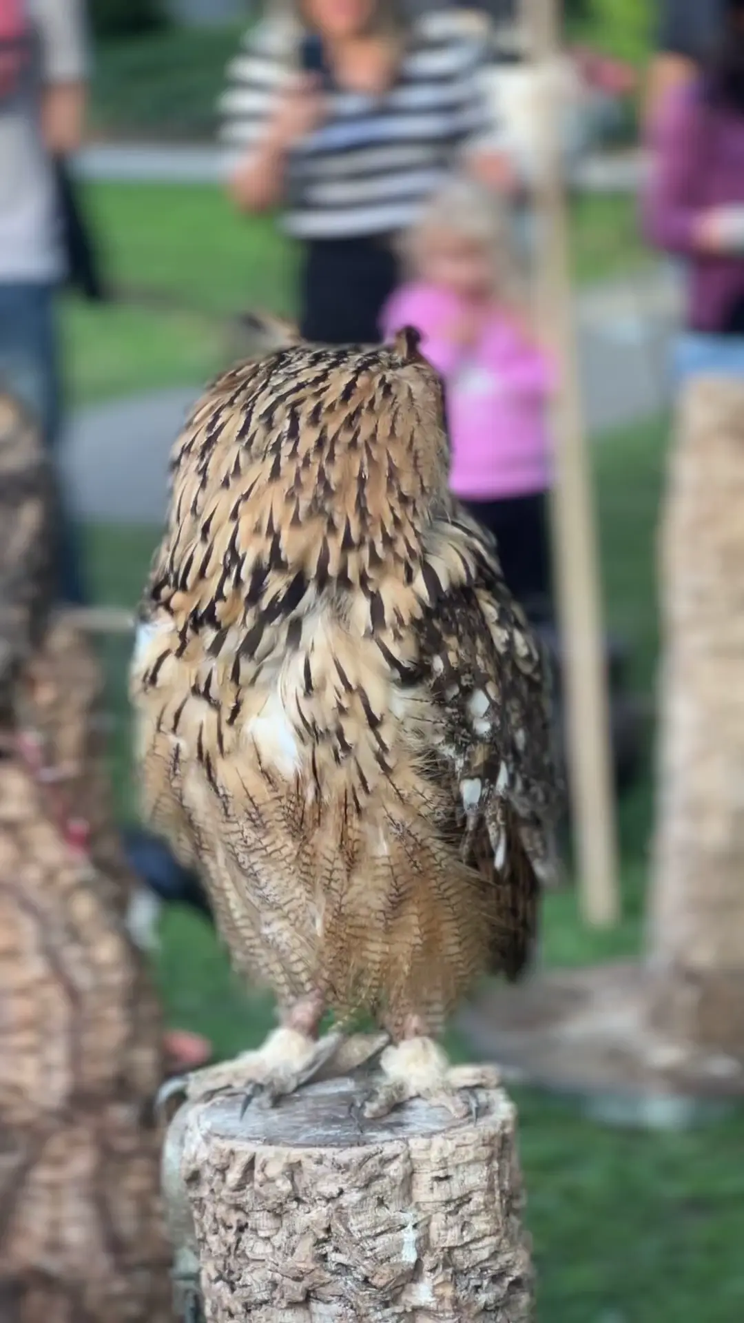 Eurasian Eagle-owl | Scrolller