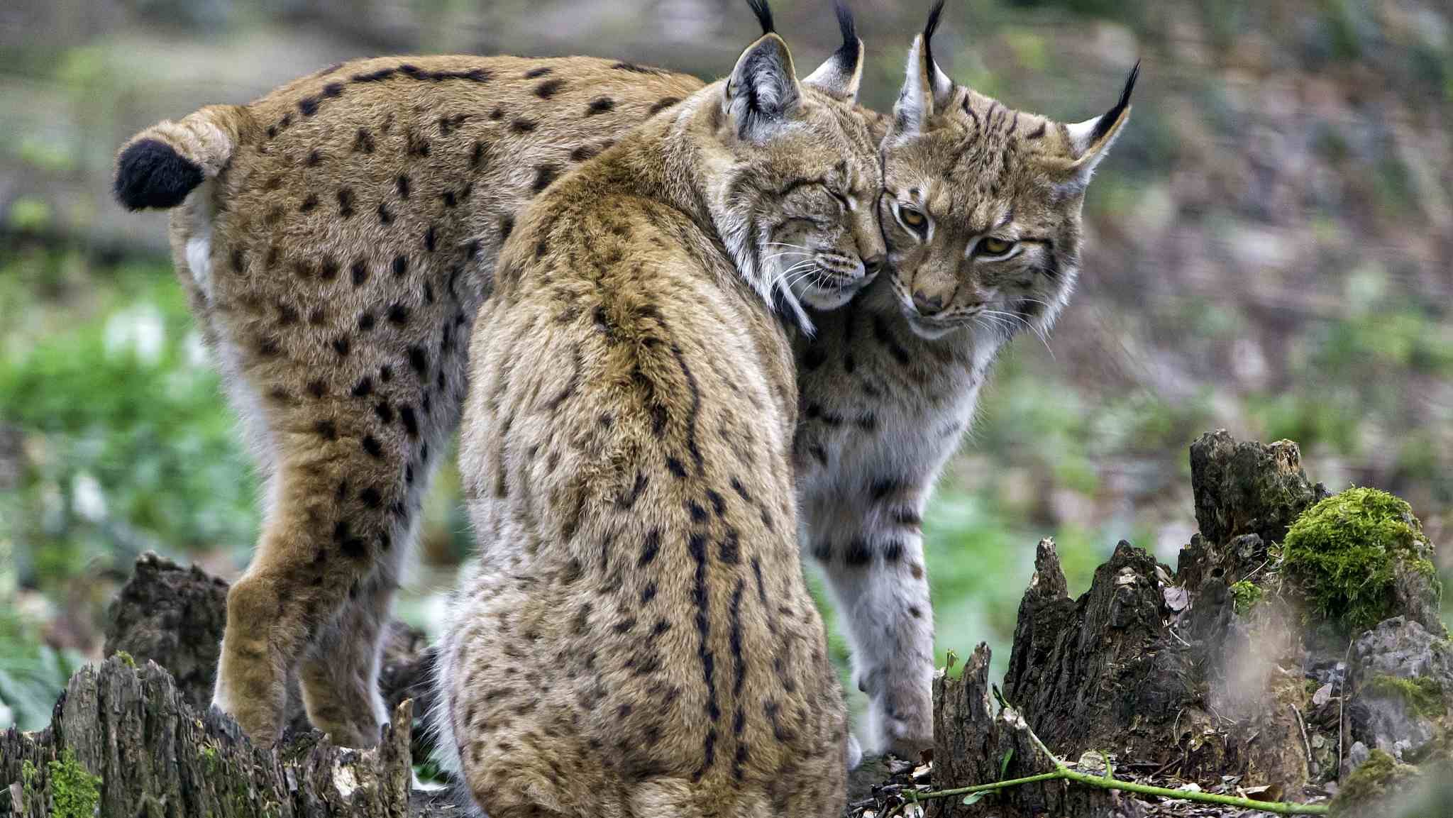 Eurasian lynx | Scrolller