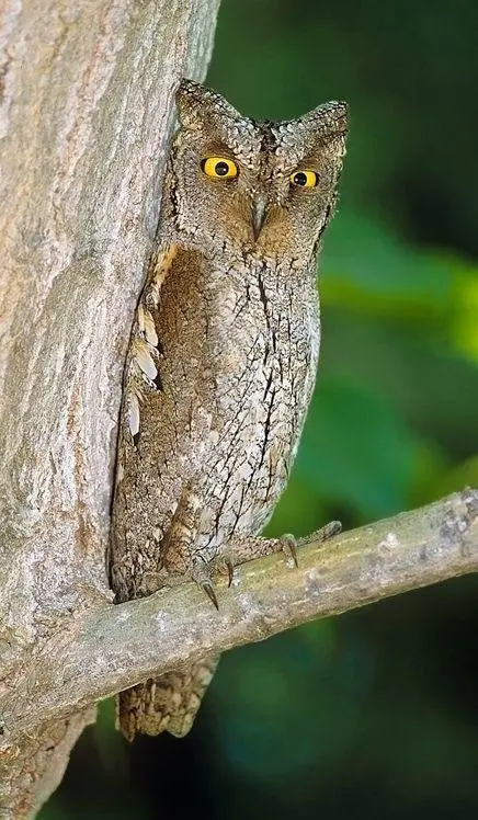 Eurasian Scops Owl | Scrolller