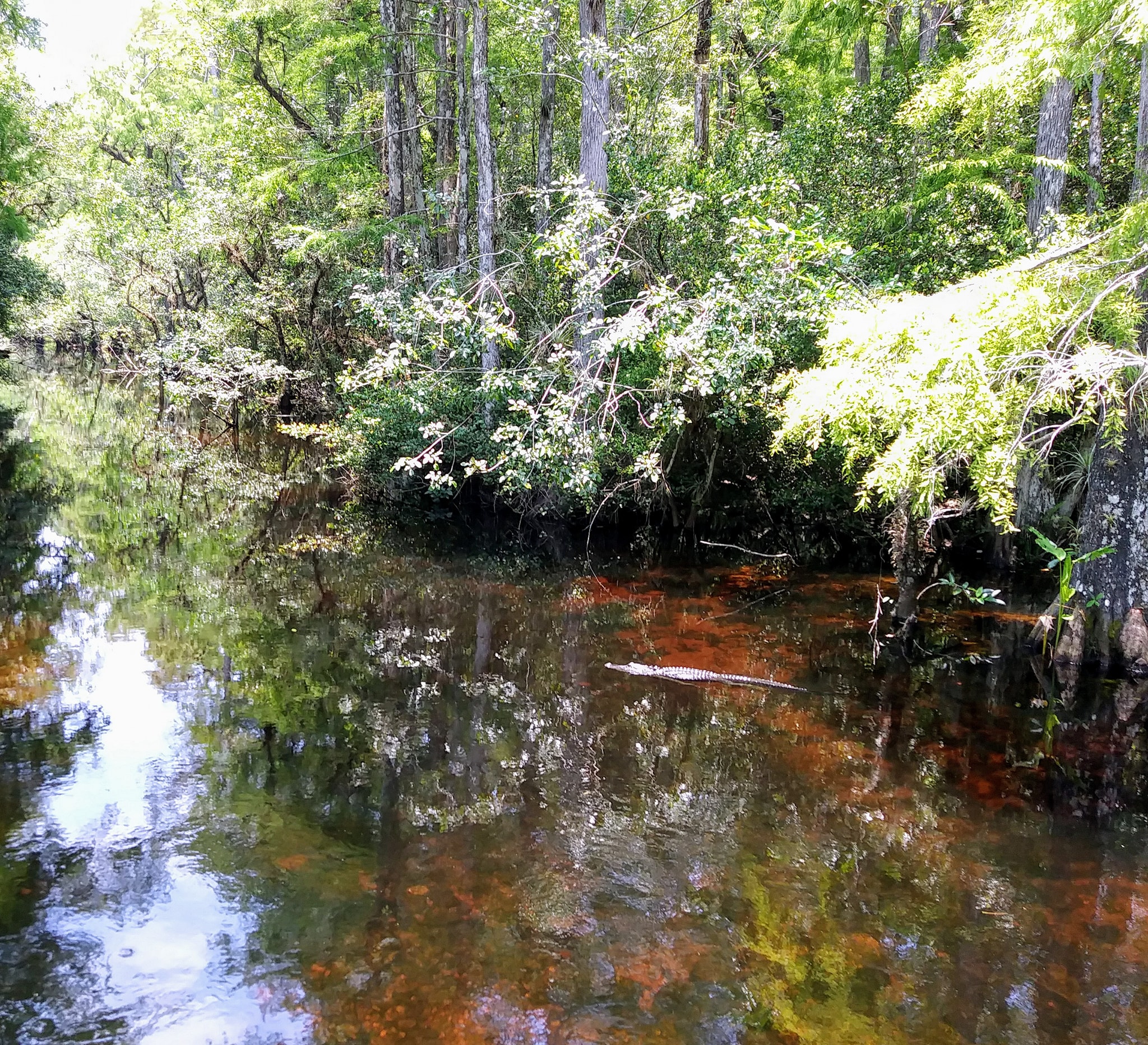 Everglades Loop Road | Scrolller