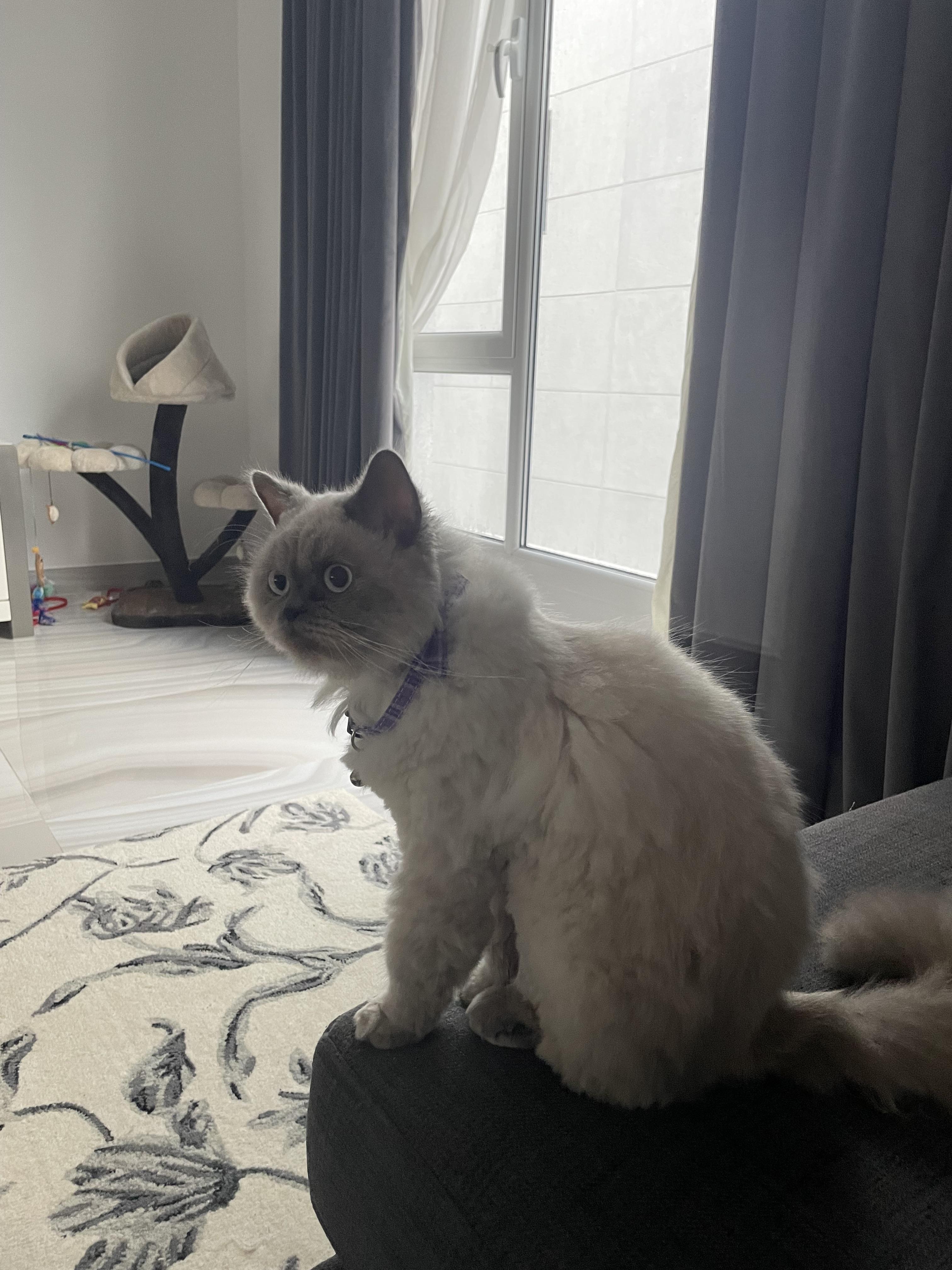 Cootie Bear | Scrolller