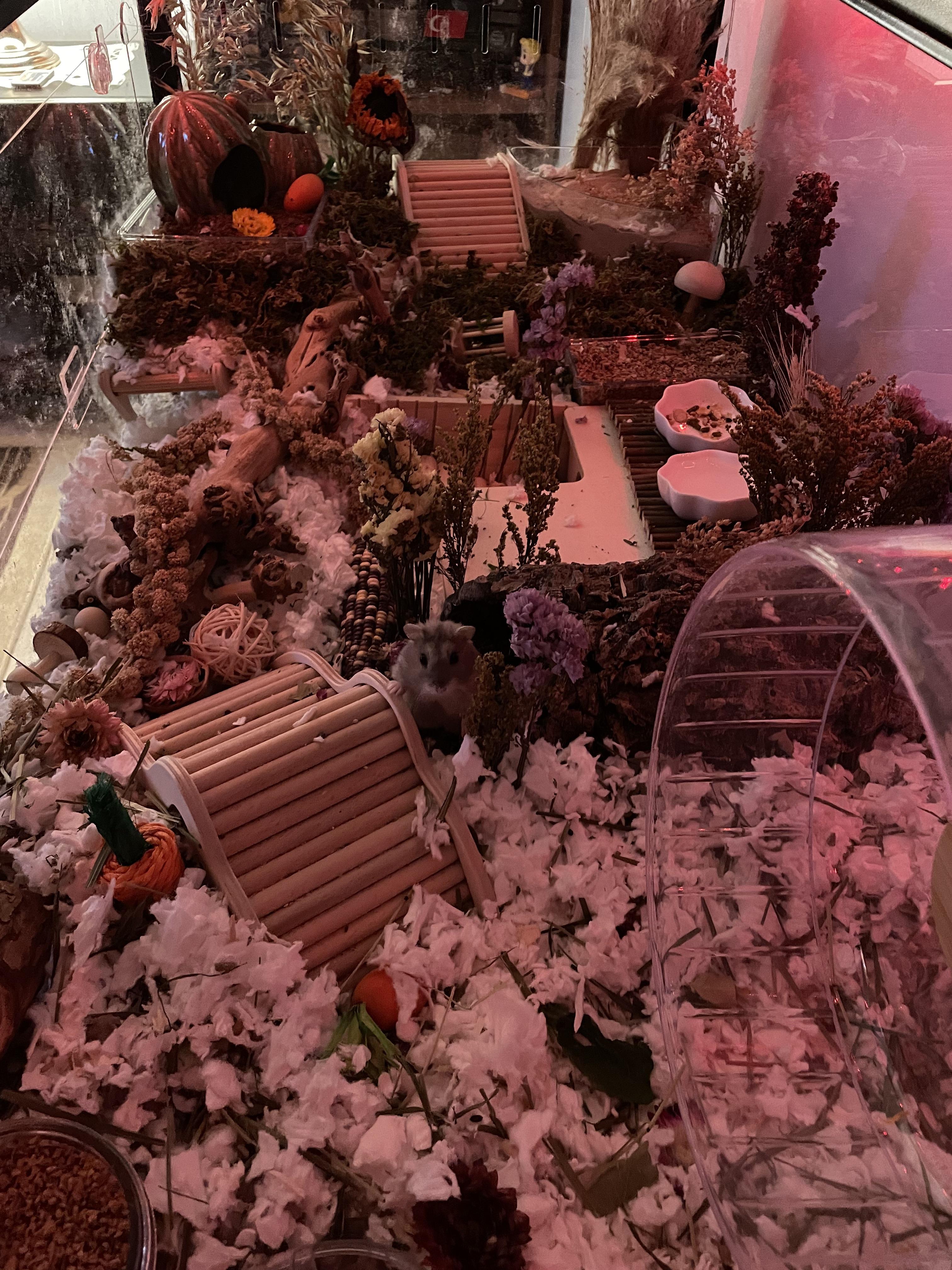 Did you clean my enclosure??? | Scrolller