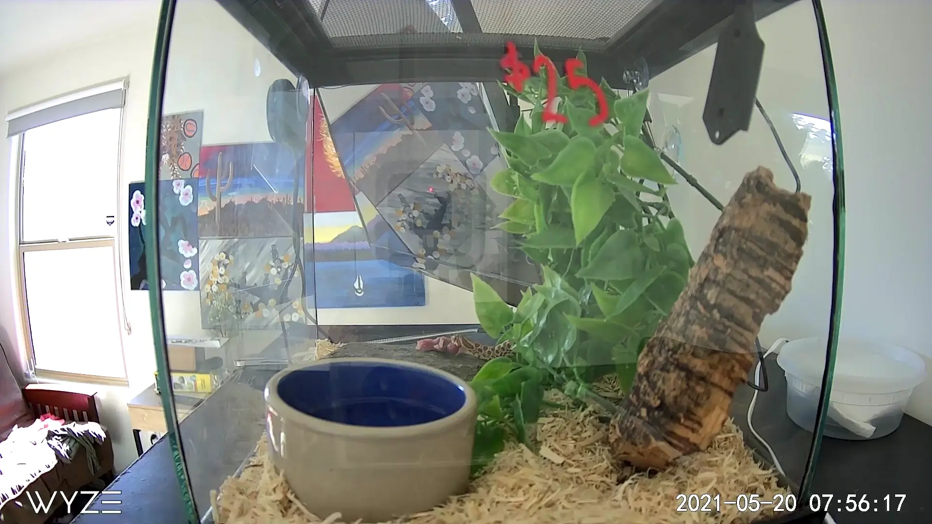 Discover more like Hognose: Excited to report McMurray took down his first meal today! (NSFW ...