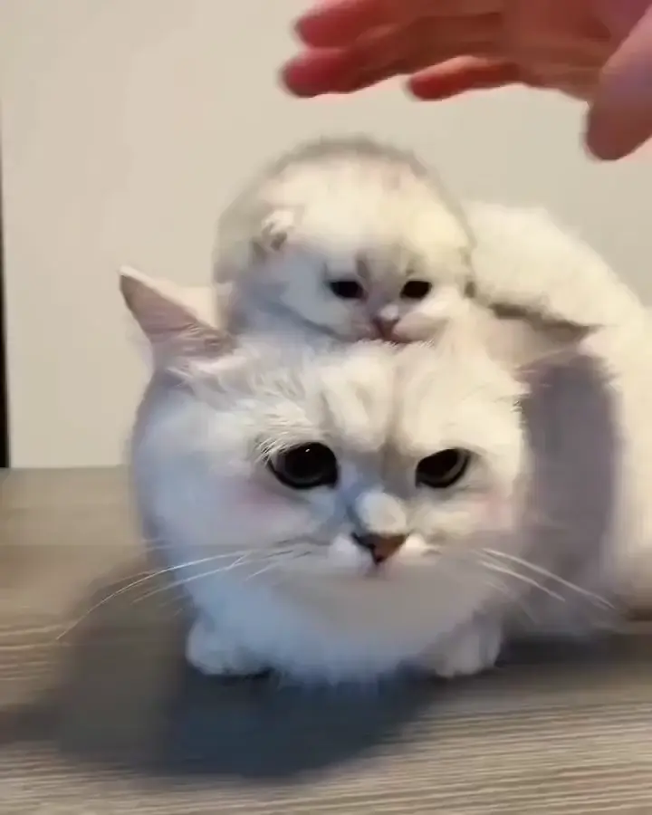 Explaning how the pyramids are build with cats | Scrolller