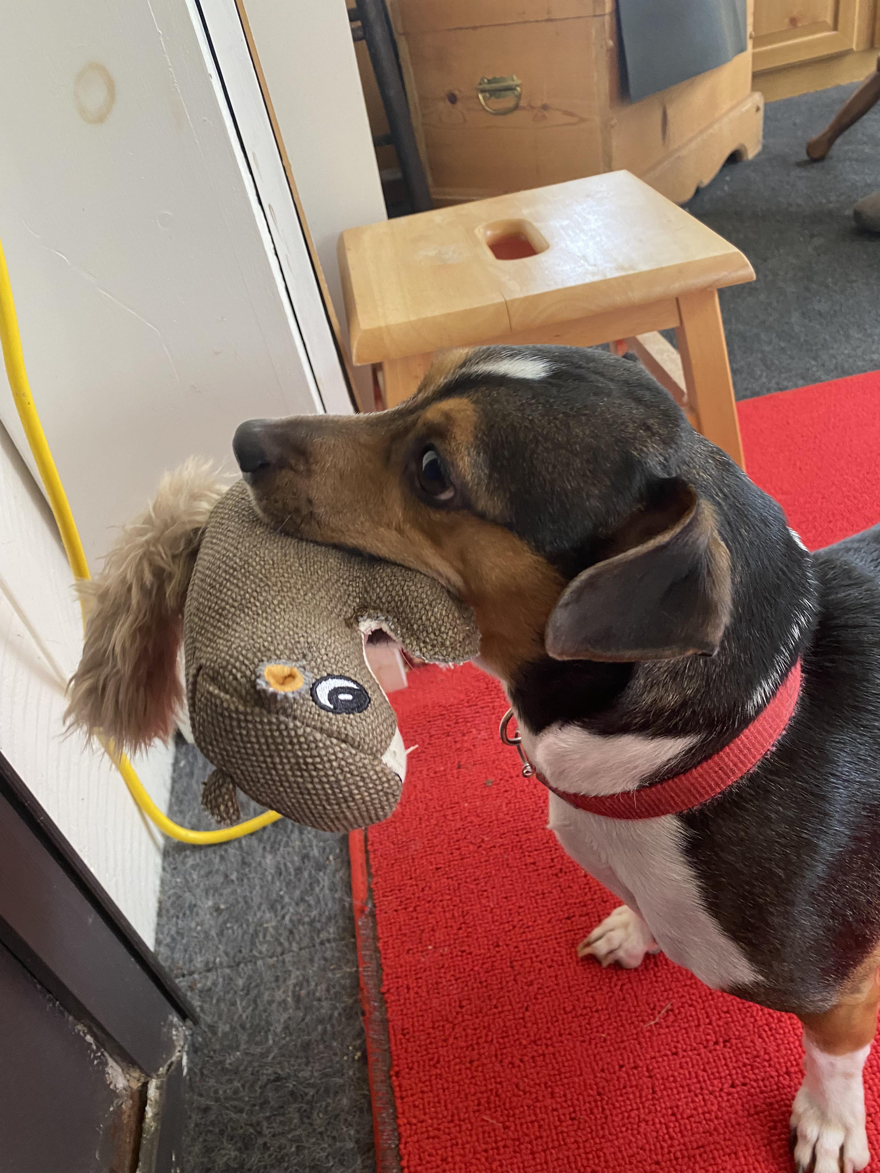 Meet Jake | Scrolller