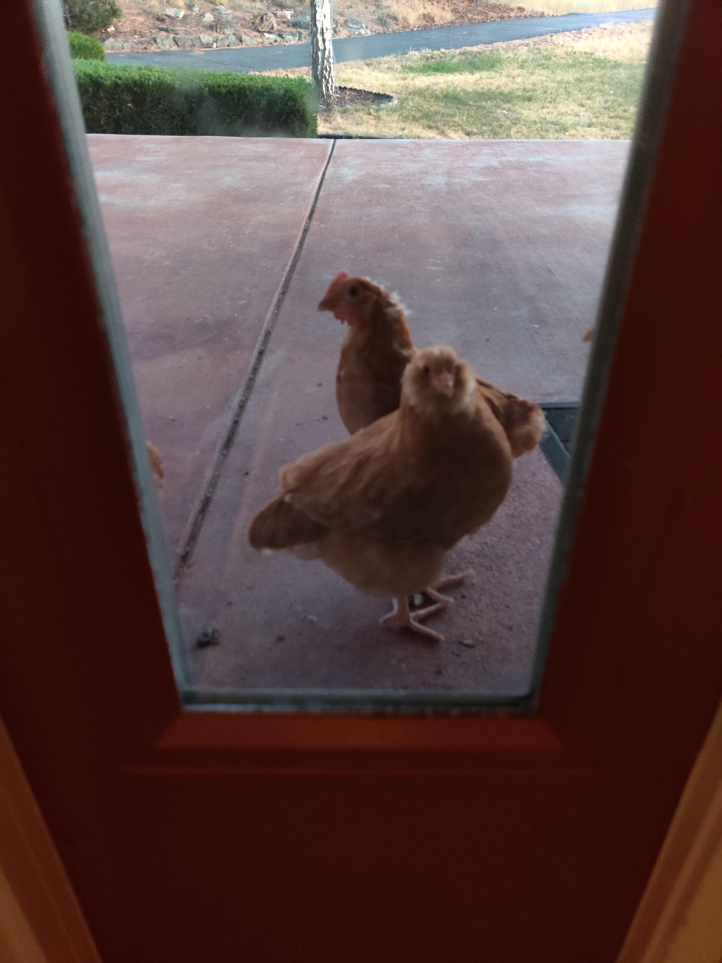 Our chickens know where they were raised, so have taken to wanting back inside xD | Scrolller