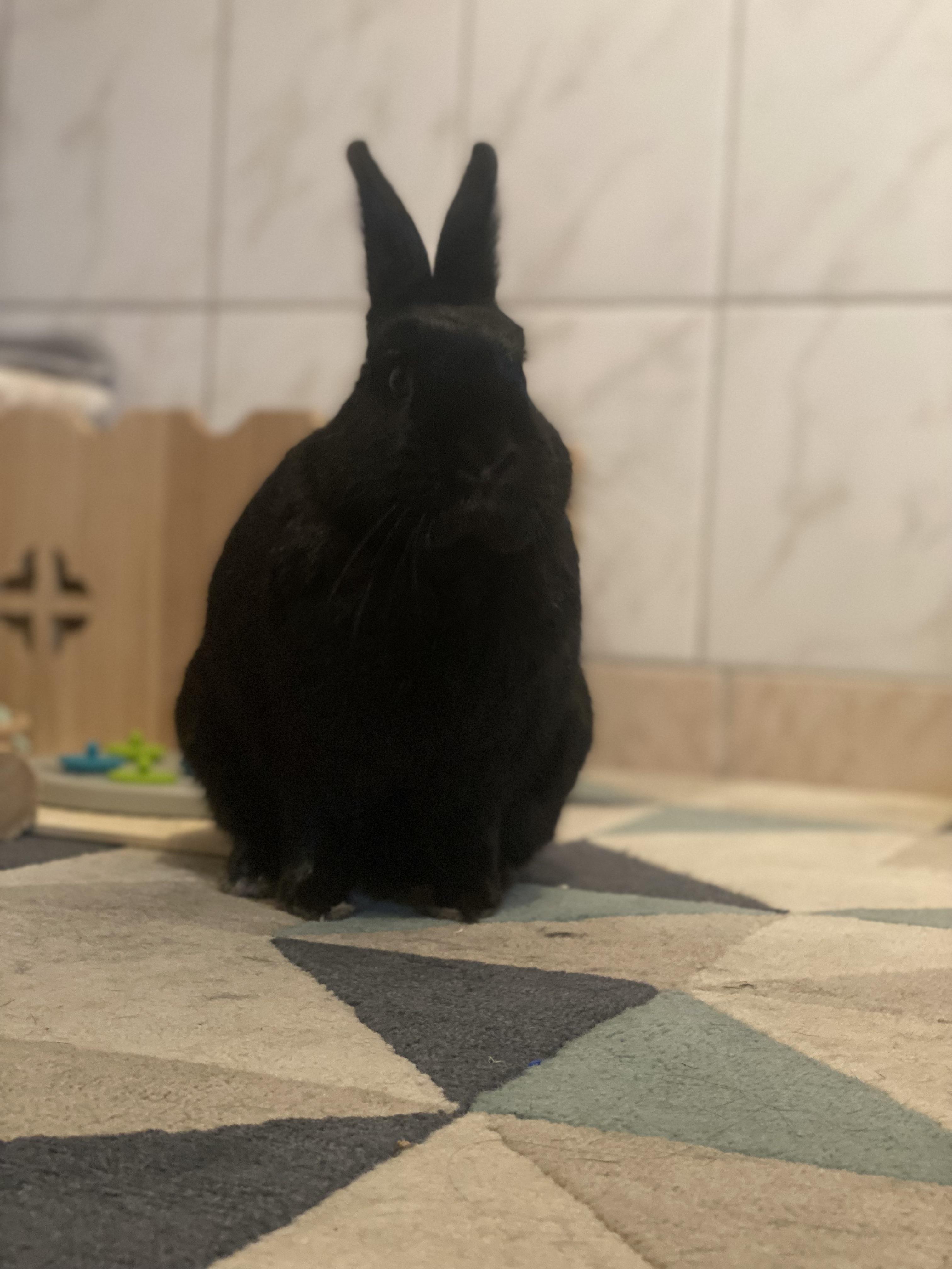 How do u take pictures of black rabbit? | Scrolller