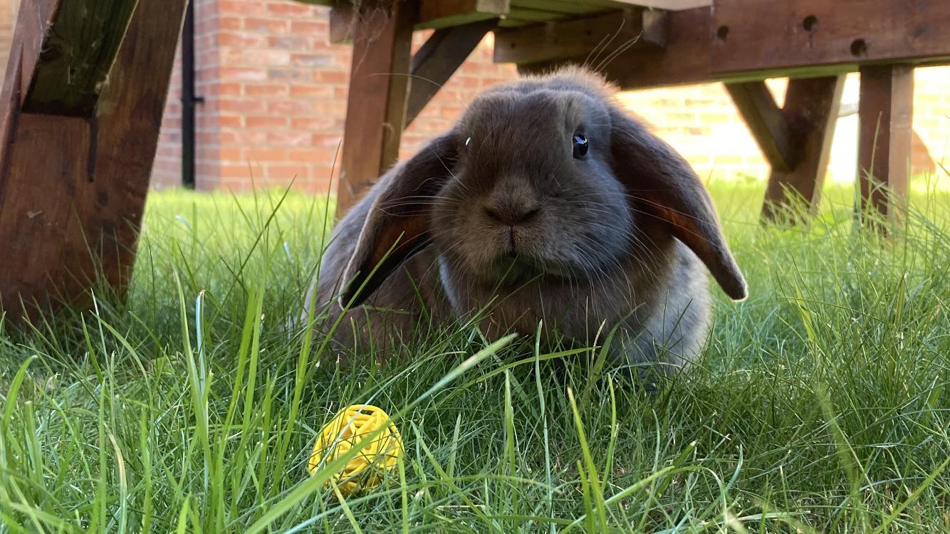 Think the first pic is the best I’ve ever taken of my bun bun | Scrolller