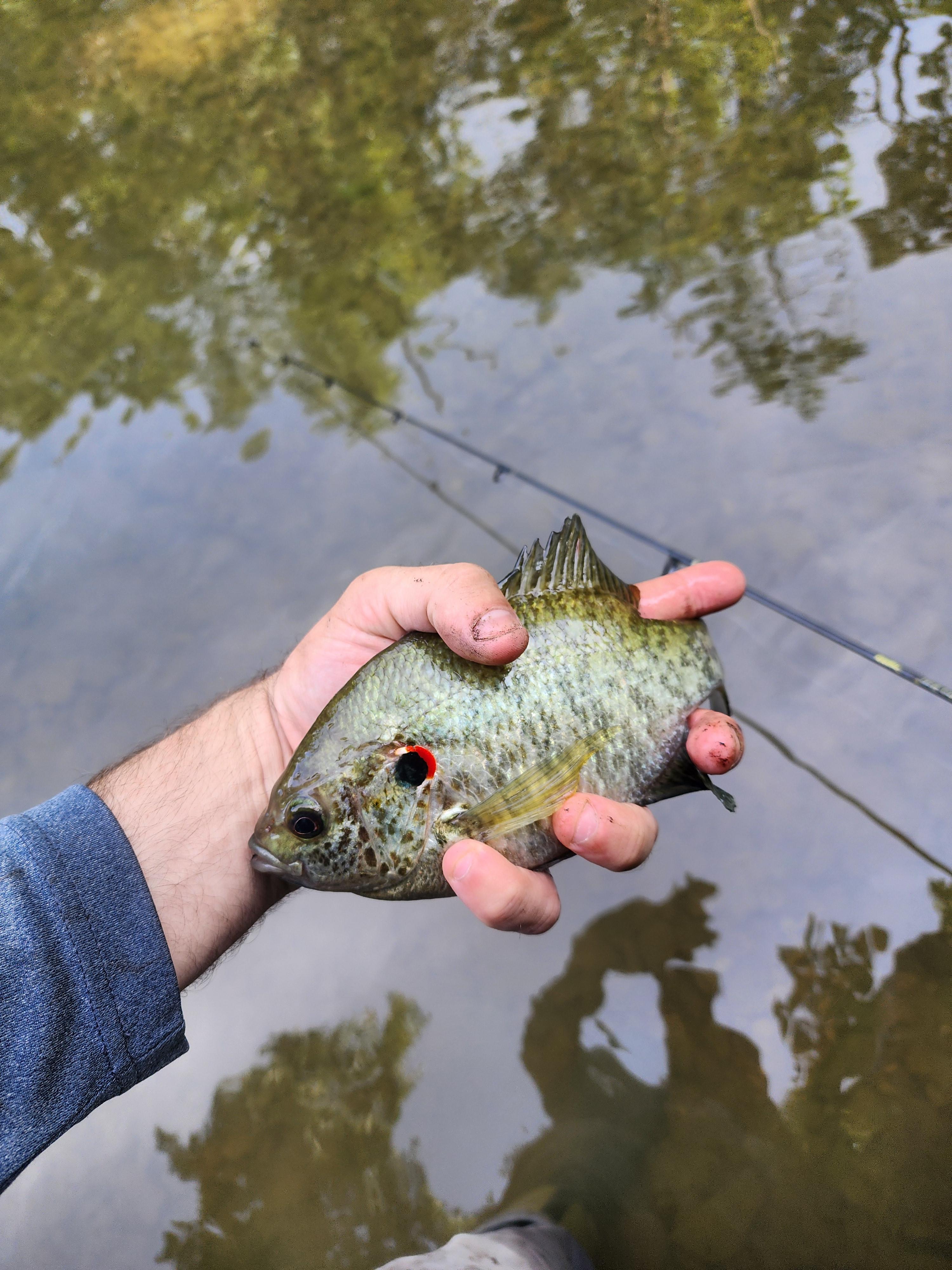 What is this fish? | Scrolller