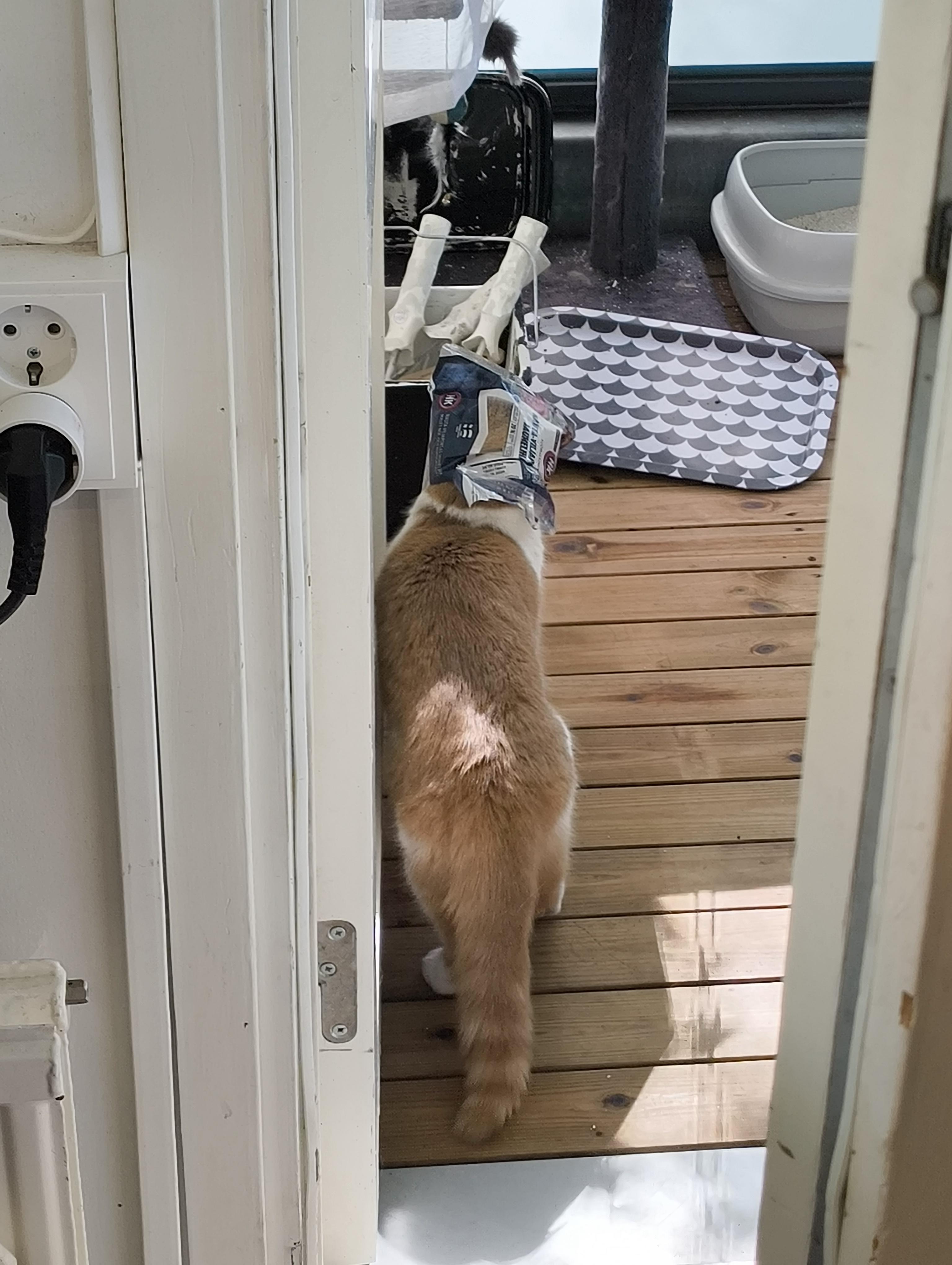 Always get his head stuck | Scrolller