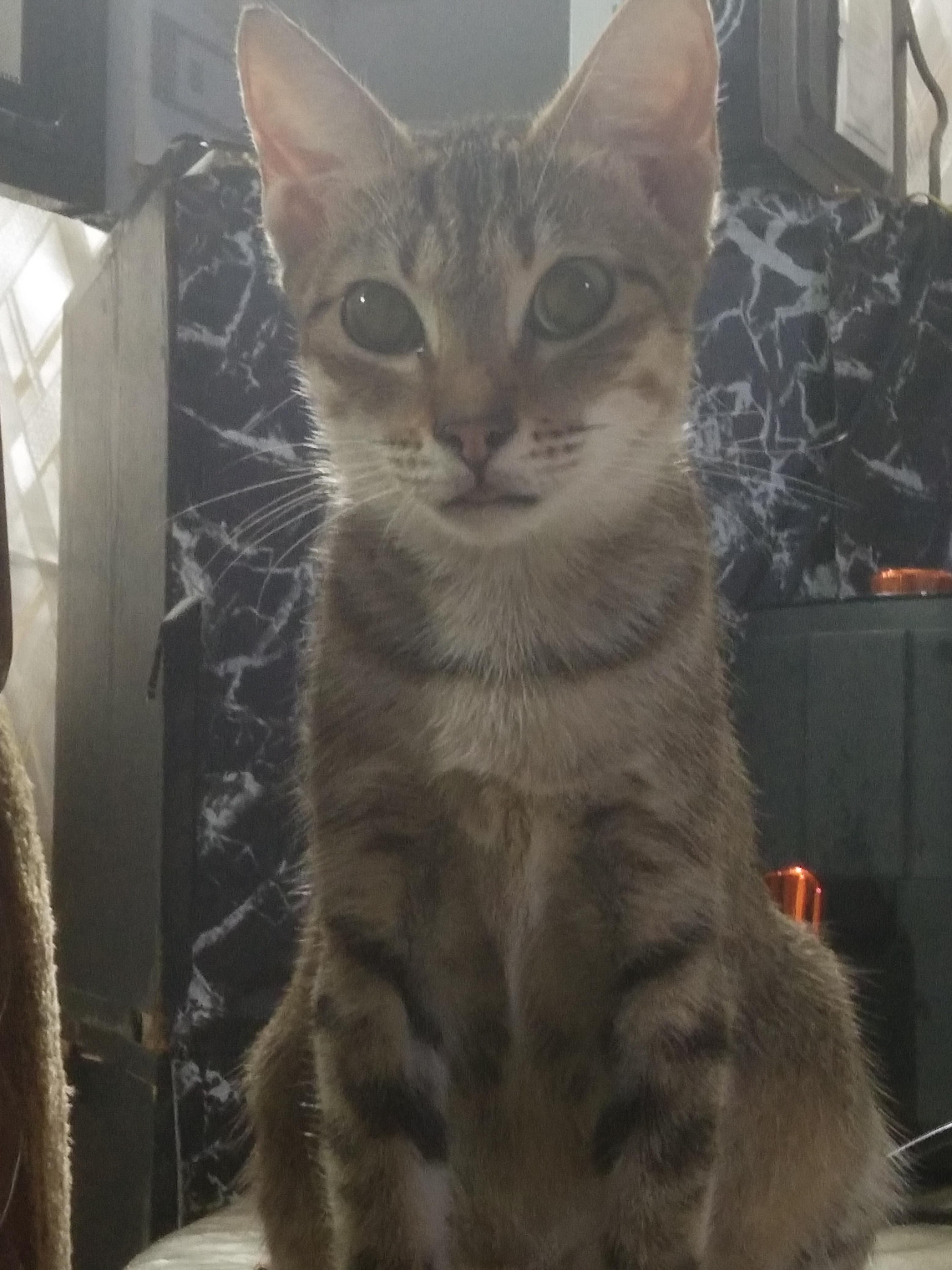 Meet my tabby cat Ronda 😊 | Scrolller