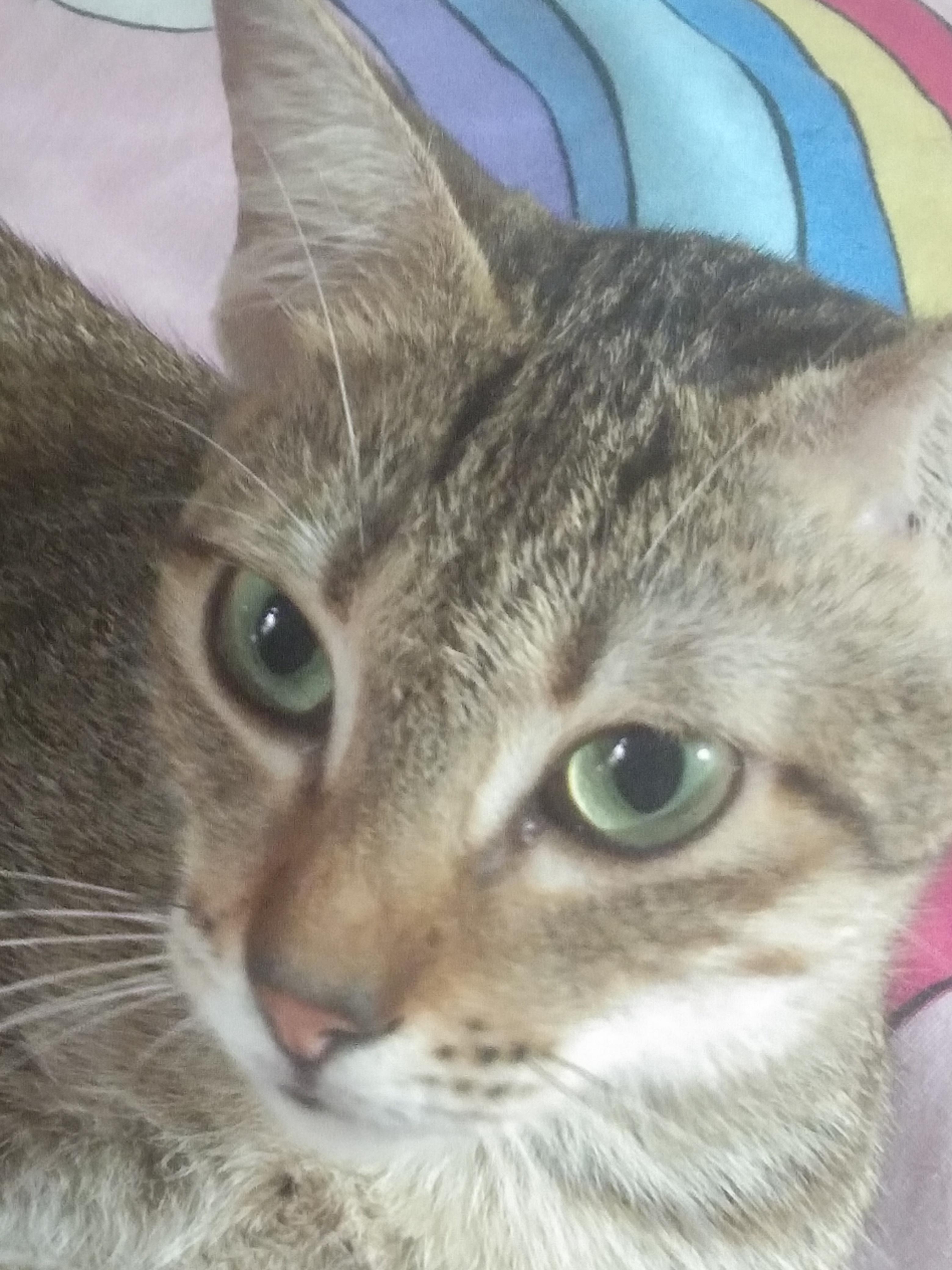 Meet my tabby cat Ronda 😊 | Scrolller