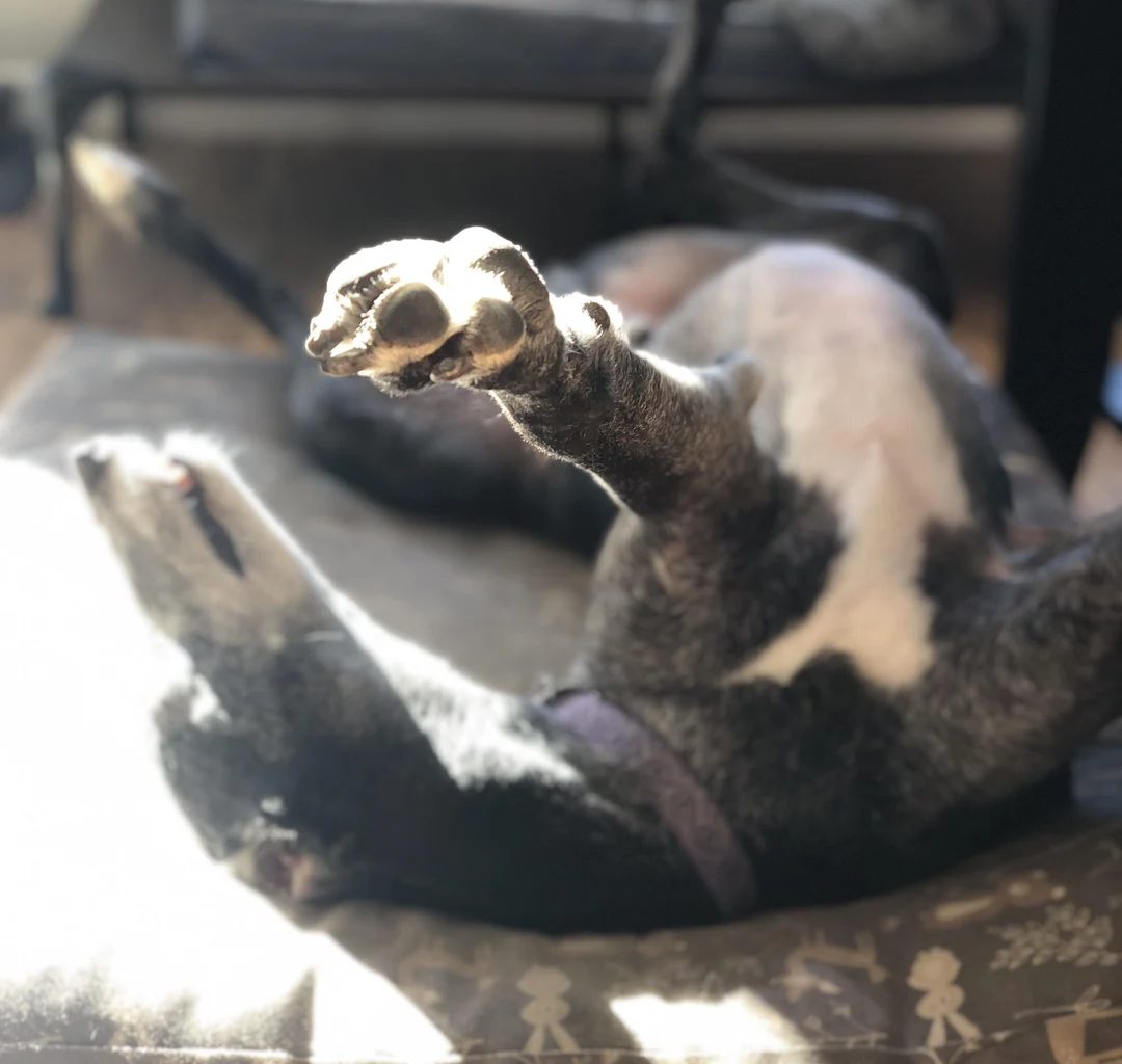 Cockroach in the sun | Scrolller