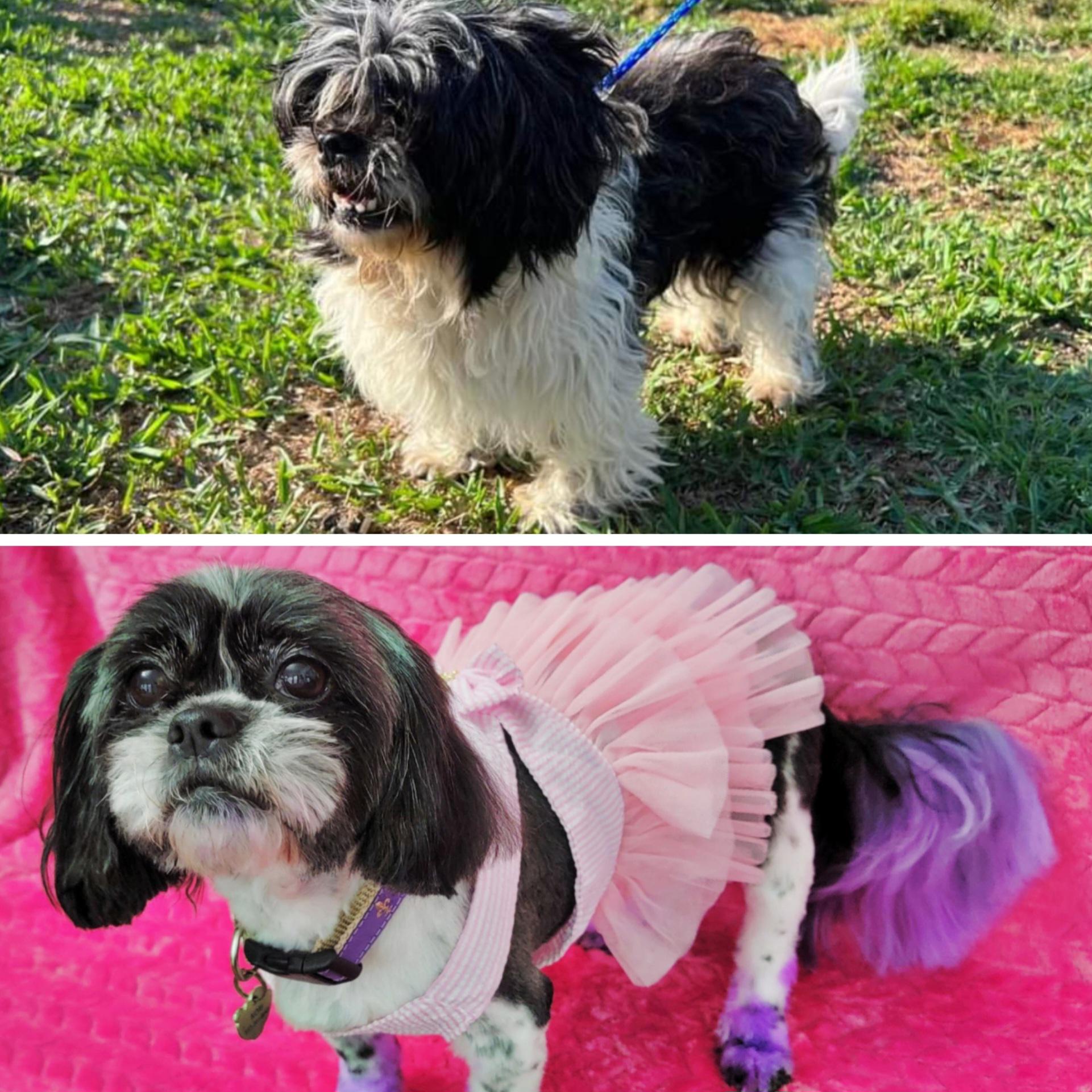 1 year Gotcha Day for Nori | Scrolller