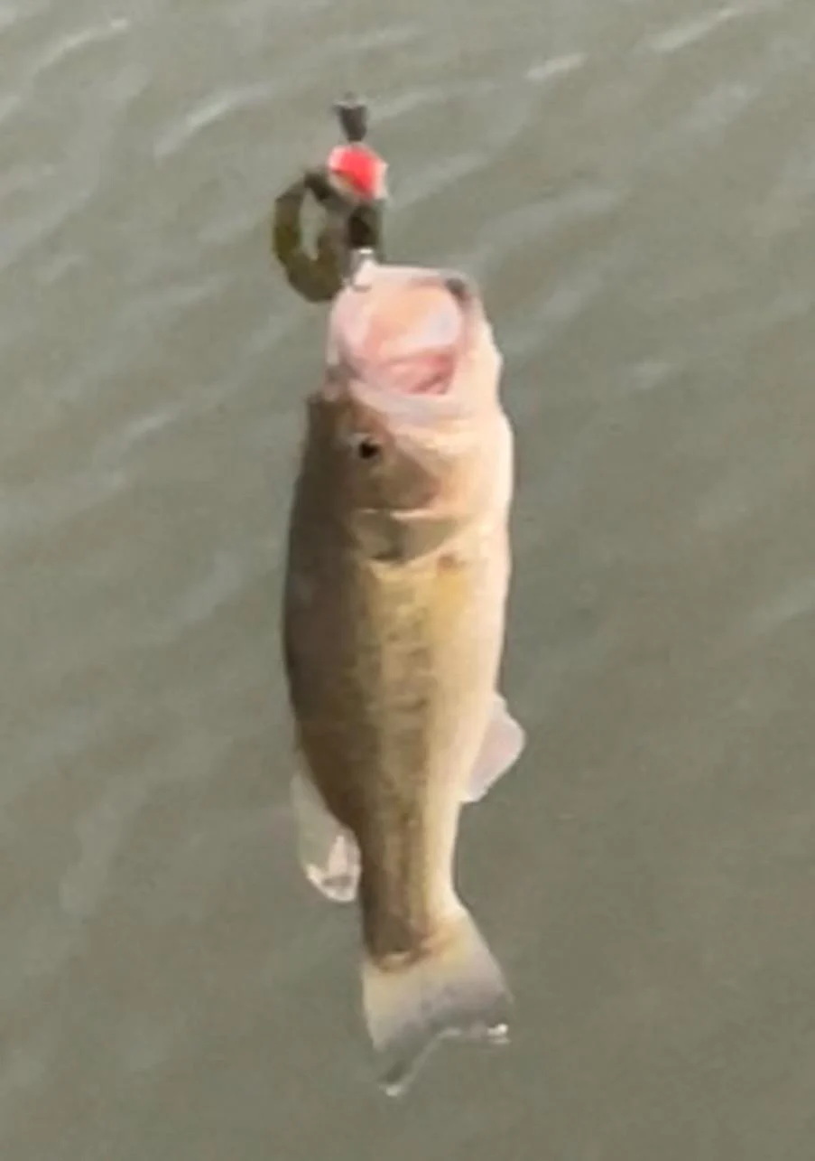 After several attempts at a small pond very close to my house, I finally caught a small bass. I ...
