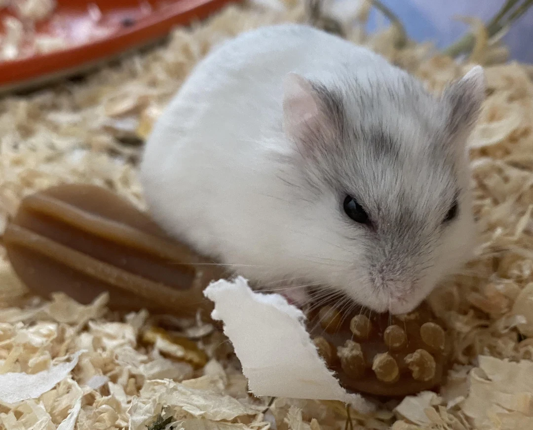 whimzees for dwarf hamsters? | Scrolller