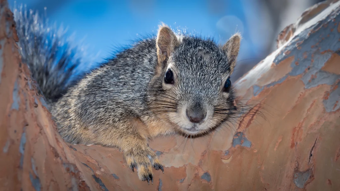 Baby Boy Squirrel | Scrolller