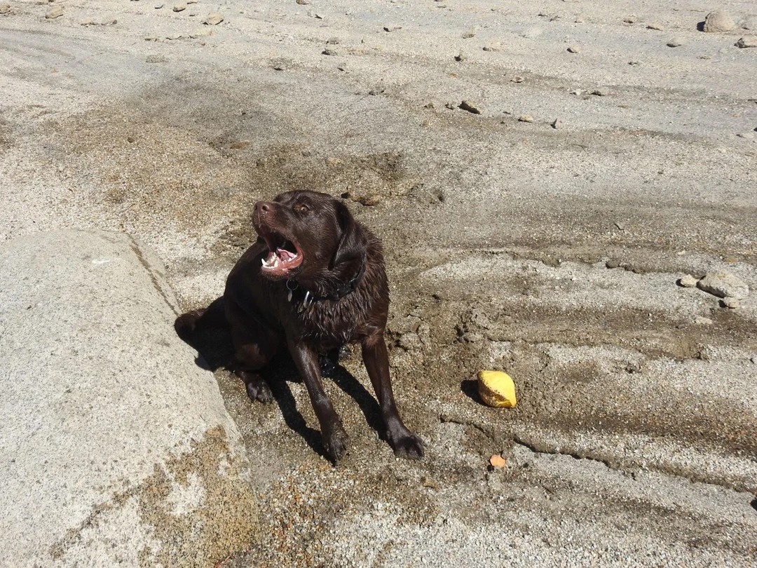 It has to be Shasta! Day 9! | Scrolller