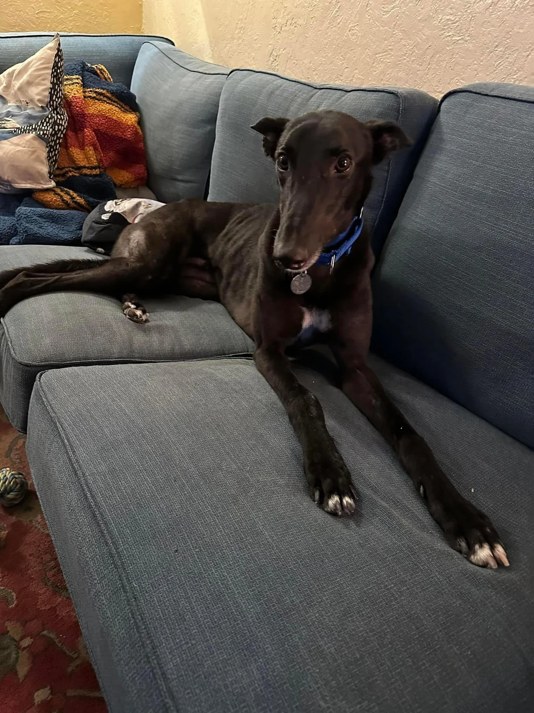 Bed Guarding / Sleep issues | Scrolller