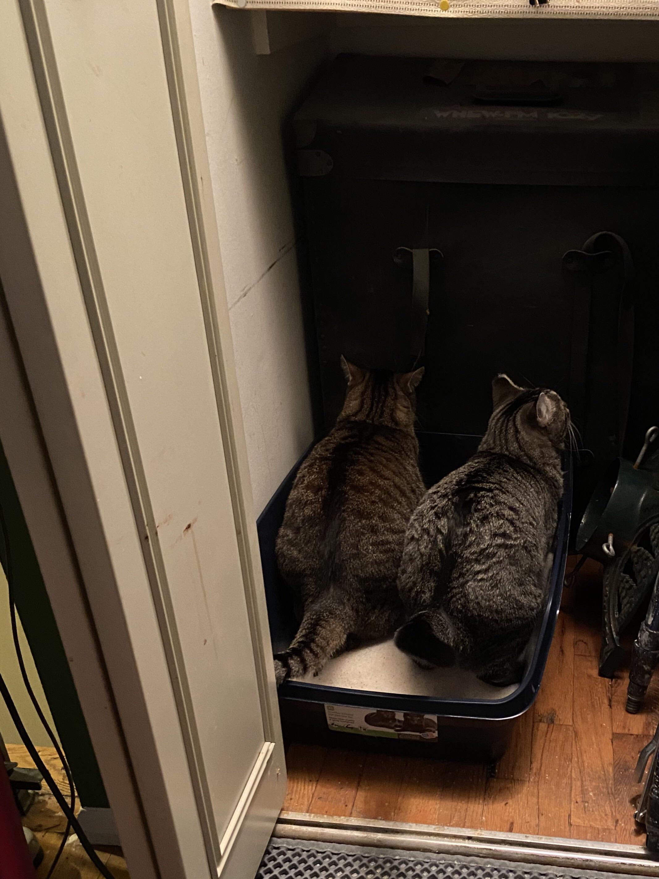Is this normal? We have 2 litter boxes that were clean at the time | Scrolller