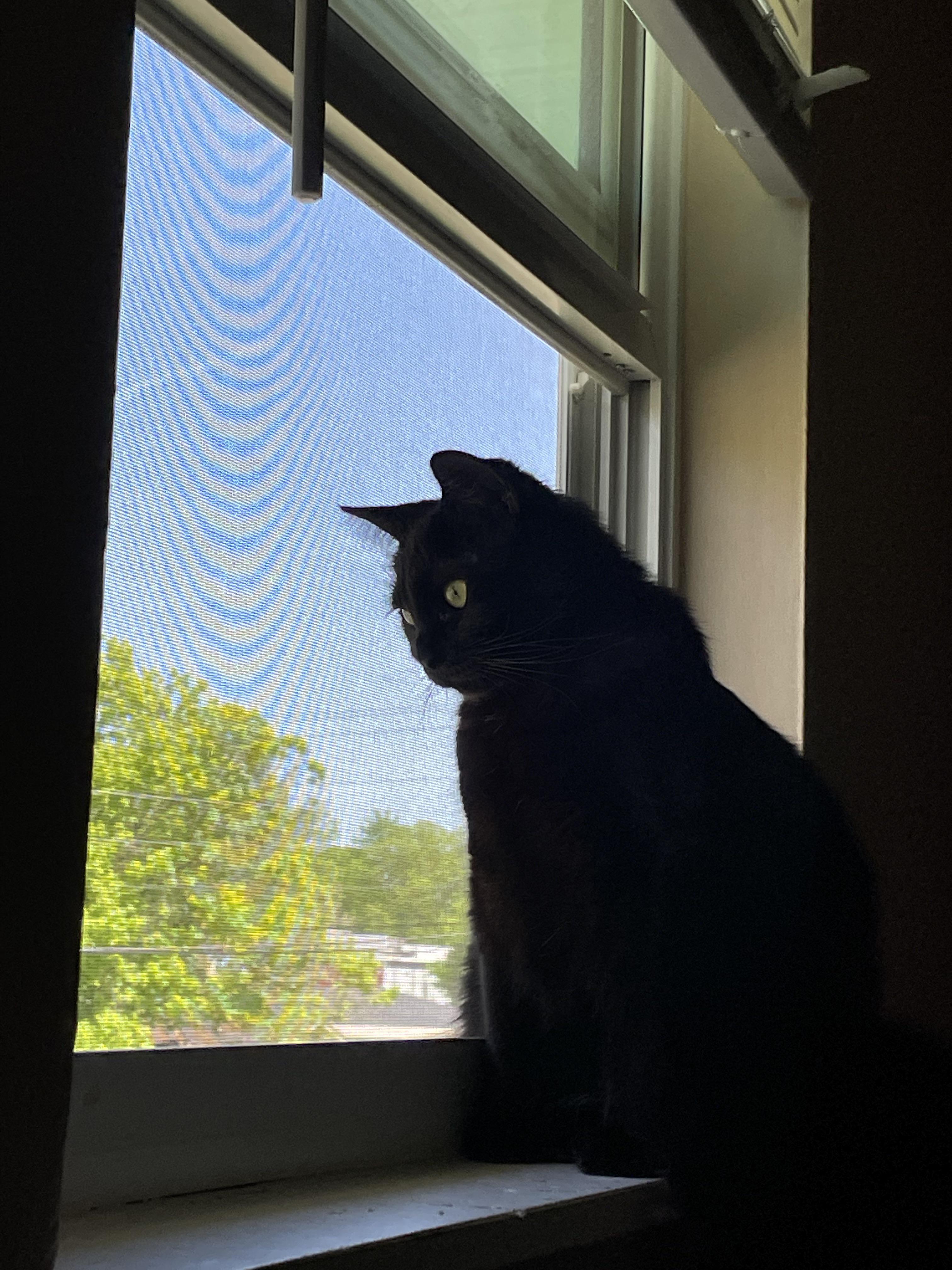 Gargoyle | Scrolller