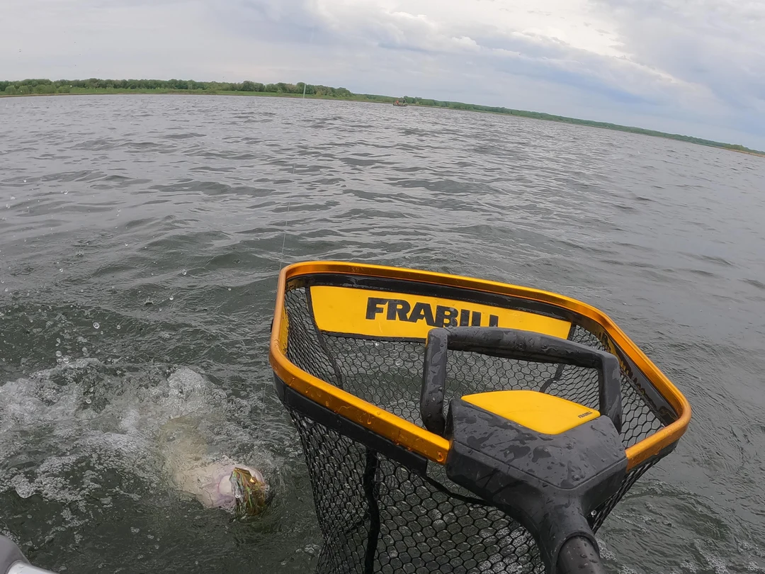 Big Bowfin Fighting | Scrolller