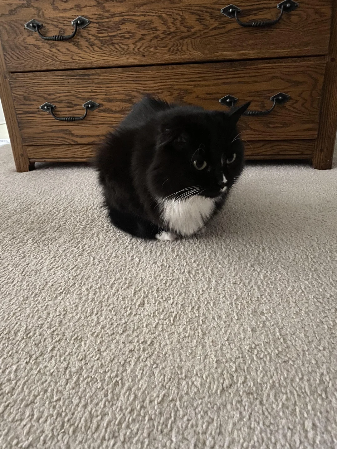 Compact Kitty Parking | Scrolller