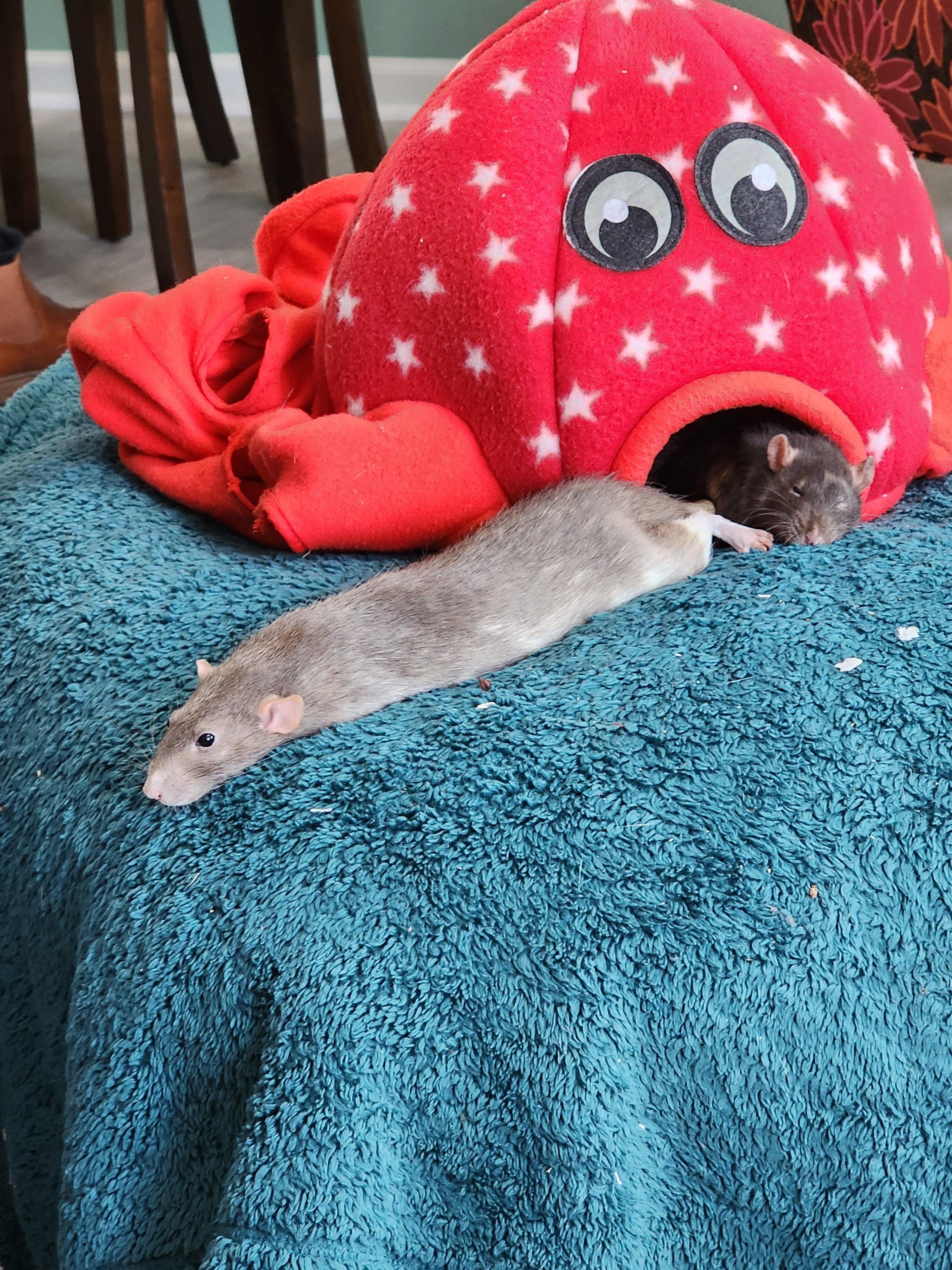 When my boy reveals his true form | Scrolller