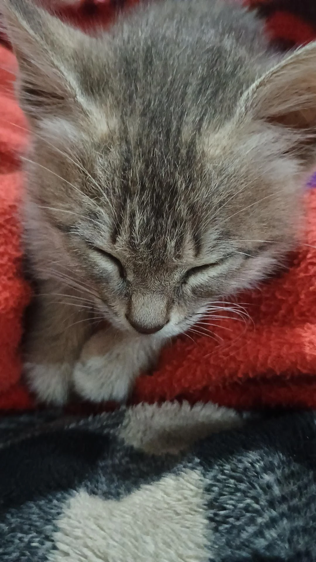 Meet milo | Scrolller